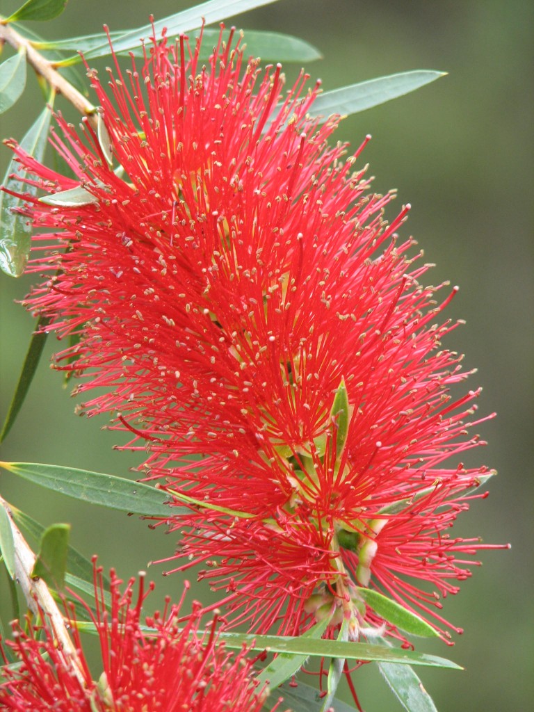 Callistemon flowers - Trevor's Birding