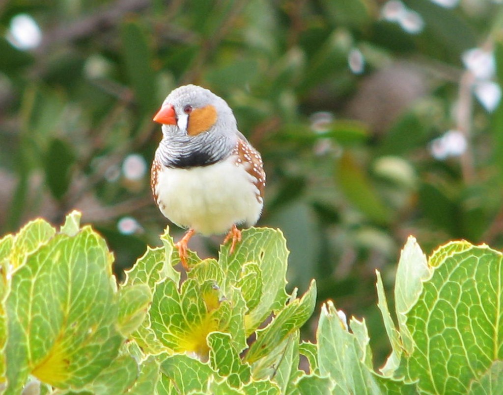 Zebra Finch Trevor s Birding Zebra Finch Trevor s Birding