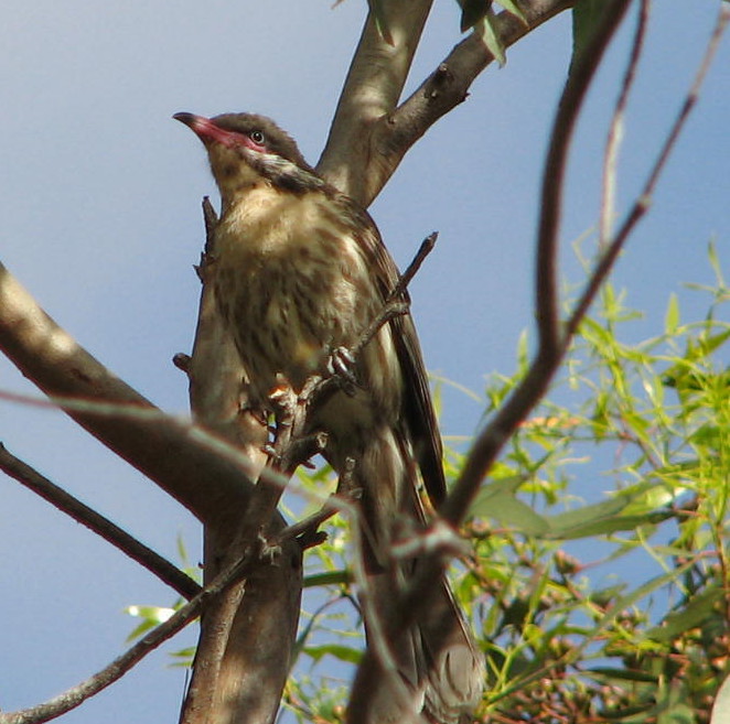 Spiny Cheeked Honeyeater - Trevor's Birding