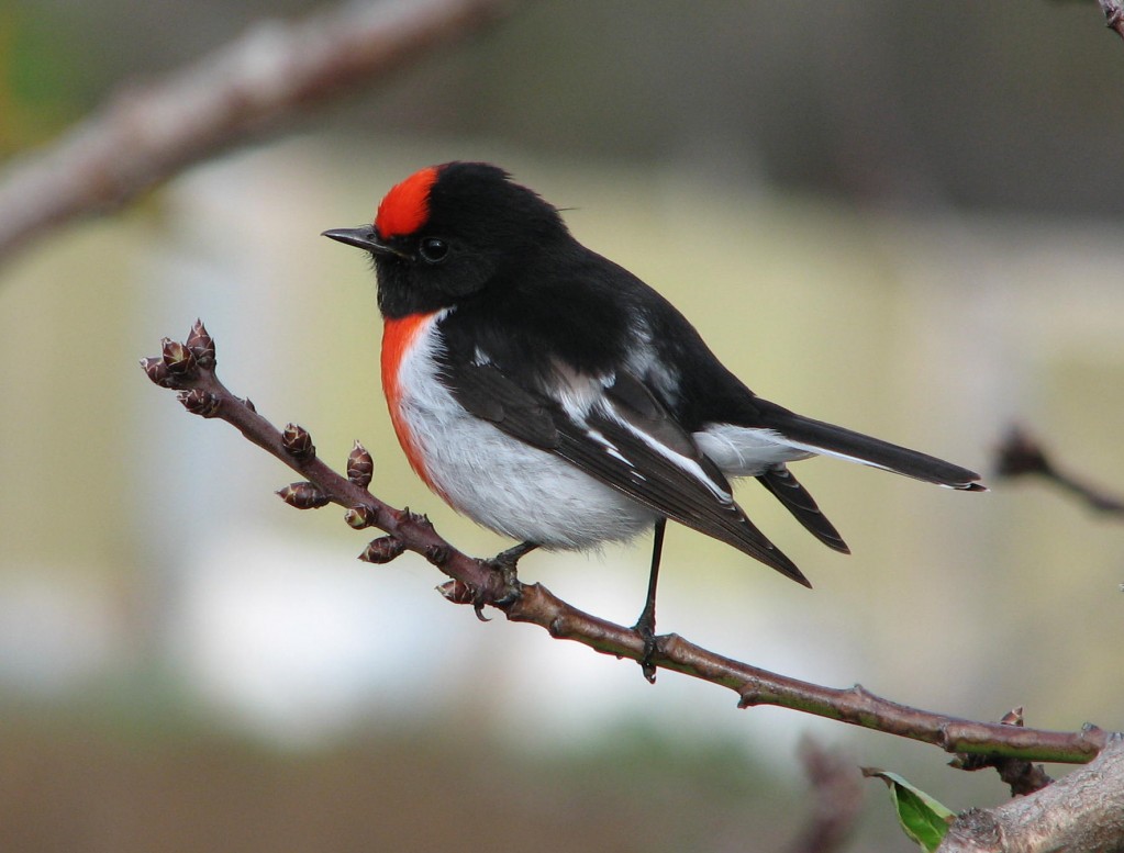 Red Capped Robin - Trevor's Birding