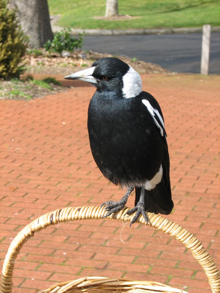 Australian Magpie - Trevor's Birding