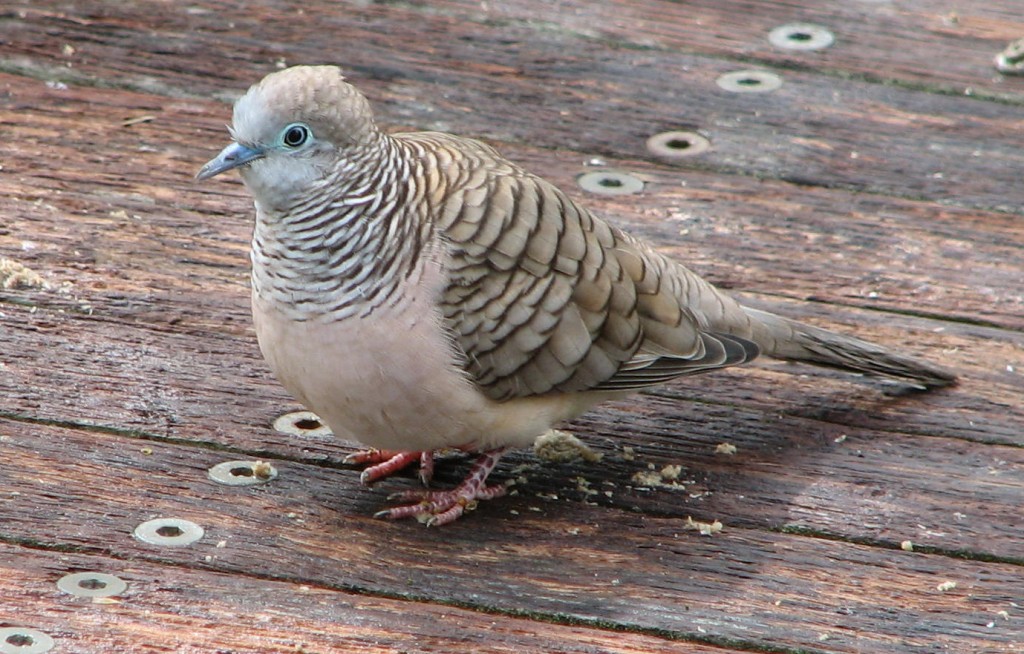 Peaceful Dove, Cleland Wildlife Park - Trevor's Birding