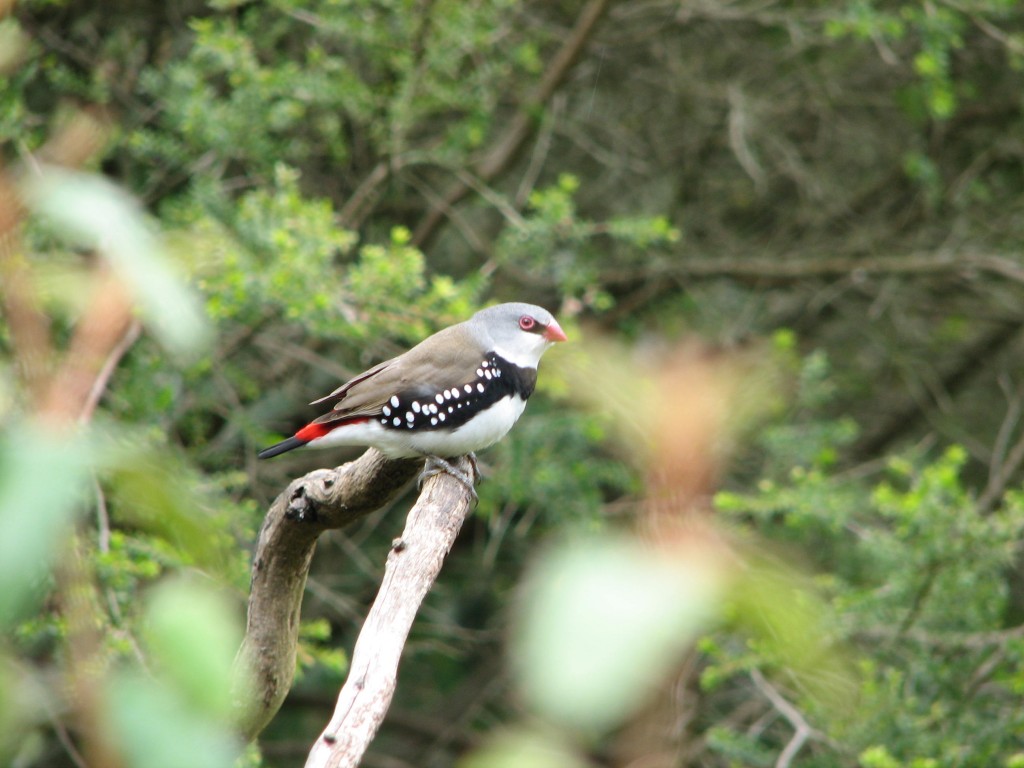 Diamond Firetail Finch - Trevor's Birding