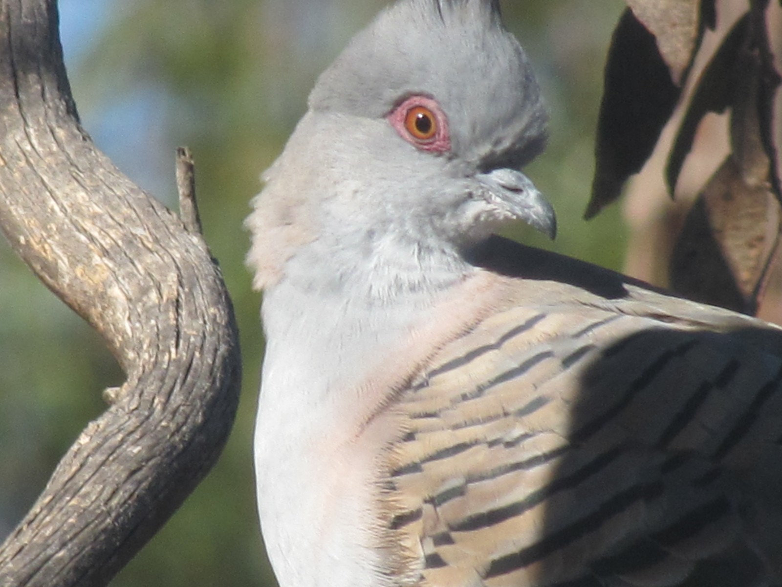 Crested Pigeons as pet birds - Trevor's Birding