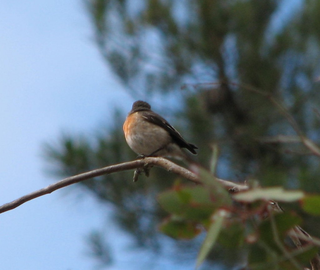 Female Scarlet Robin - Trevor's Birding