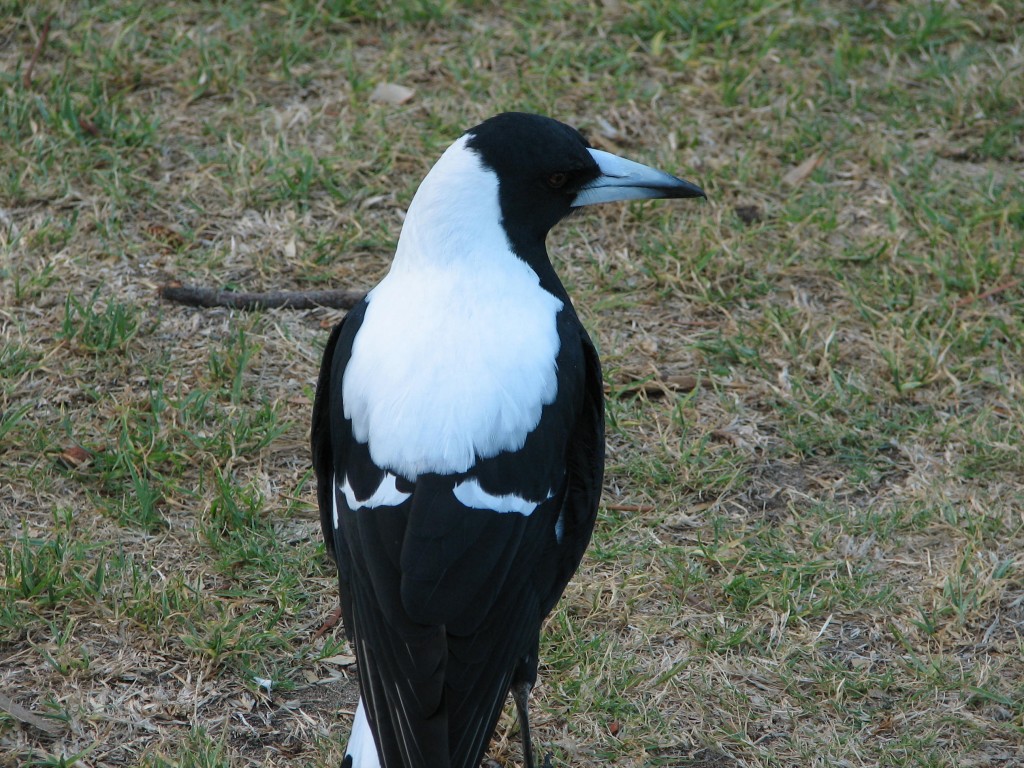 Australian Magpie (White-backed race) - Trevor's Birding