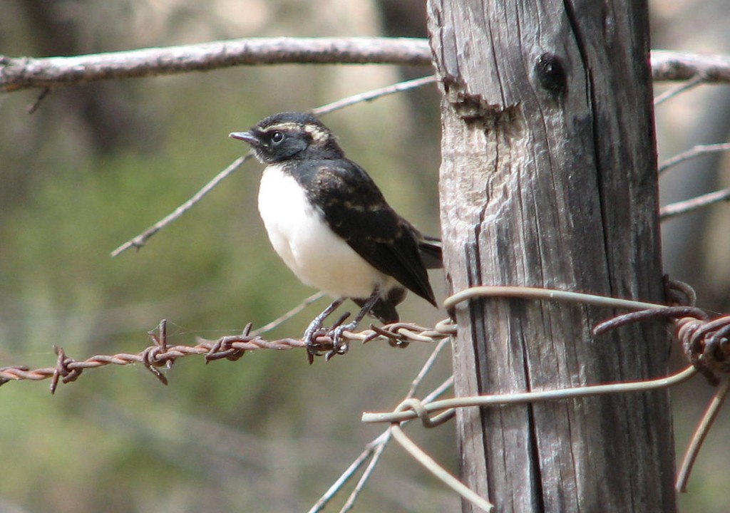 Willie Wagtail (baby) - Trevor's Birding
