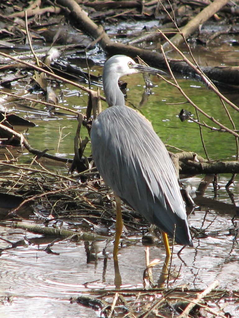 White Faced Heron - Trevor's Birding