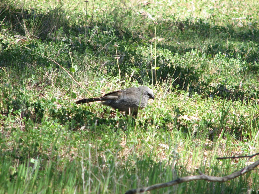 Apostlebird - Trevor's Birding