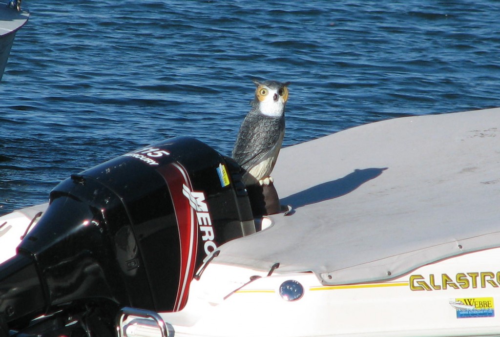 Bird scarer on a boat, Middle Harbour, Sydney - Trevor's Birding