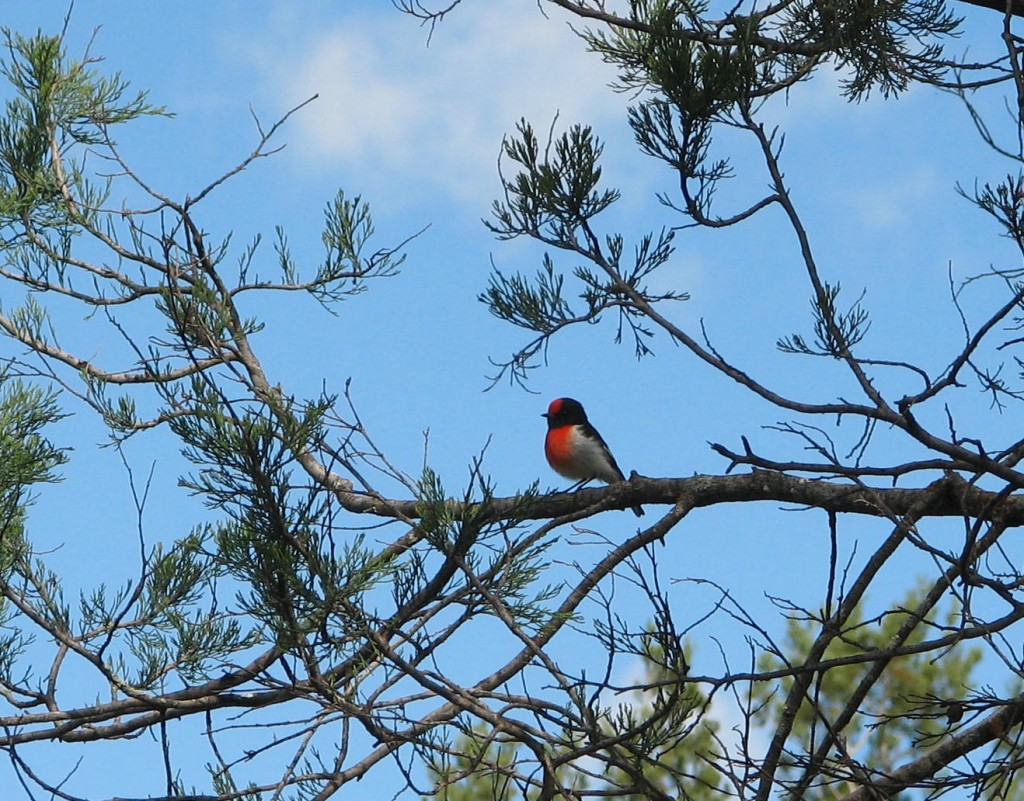 Red-capped Robin (male) - Trevor's Birding
