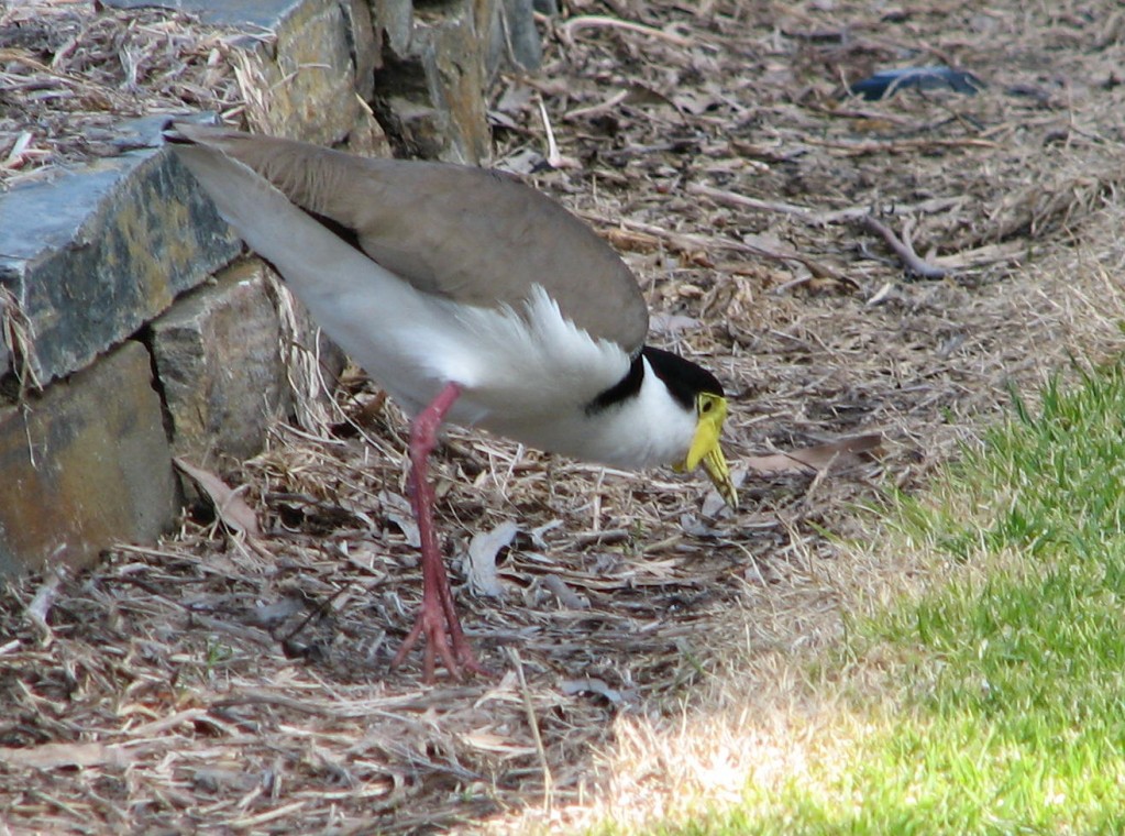 Masked Lapwing - Trevor's Birding
