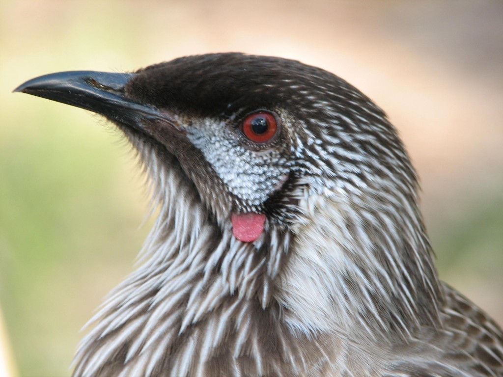 Red Wattlebird - Trevor's Birding
