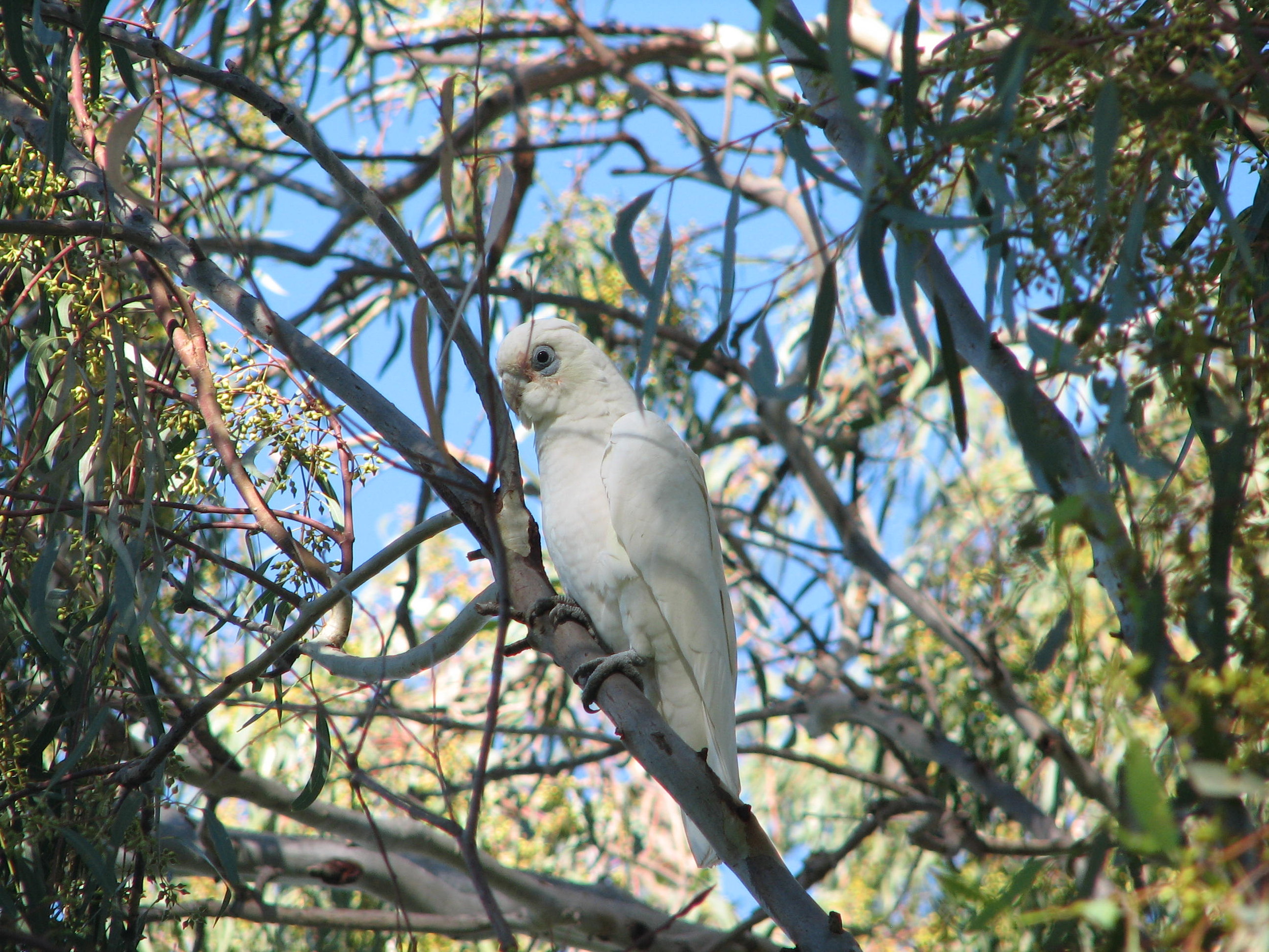 Little Corella - Trevor's Birding