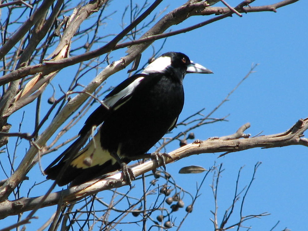 Australian Magpie - Trevor's Birding