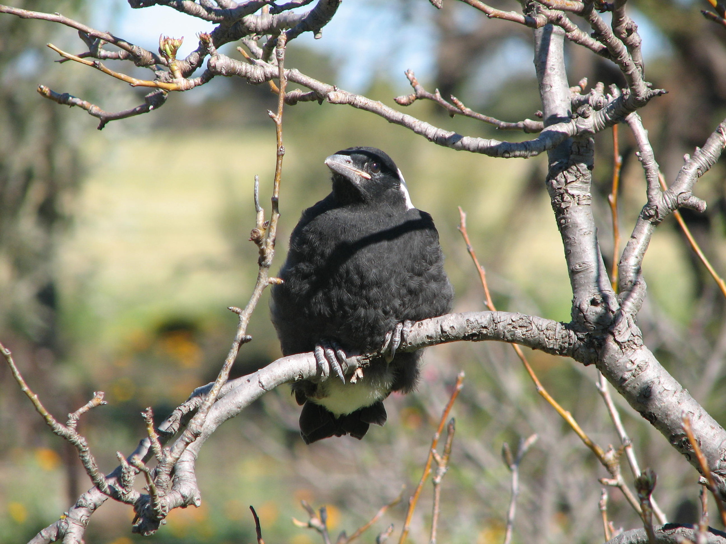 Australian Magpie (juvenile) - Trevor's Birding