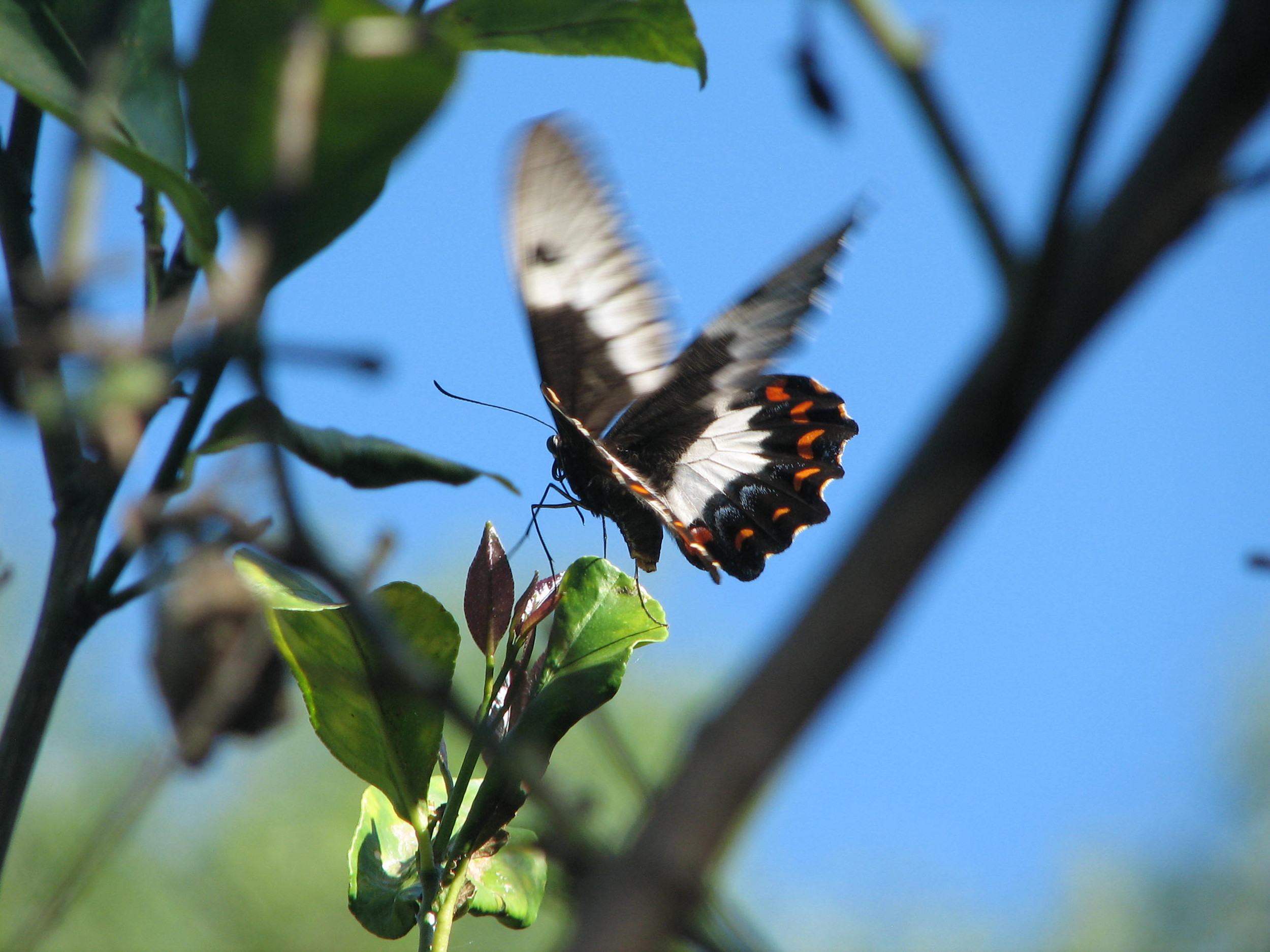 Dainty Swallowtail Papilio anactus - Trevor's Birding
