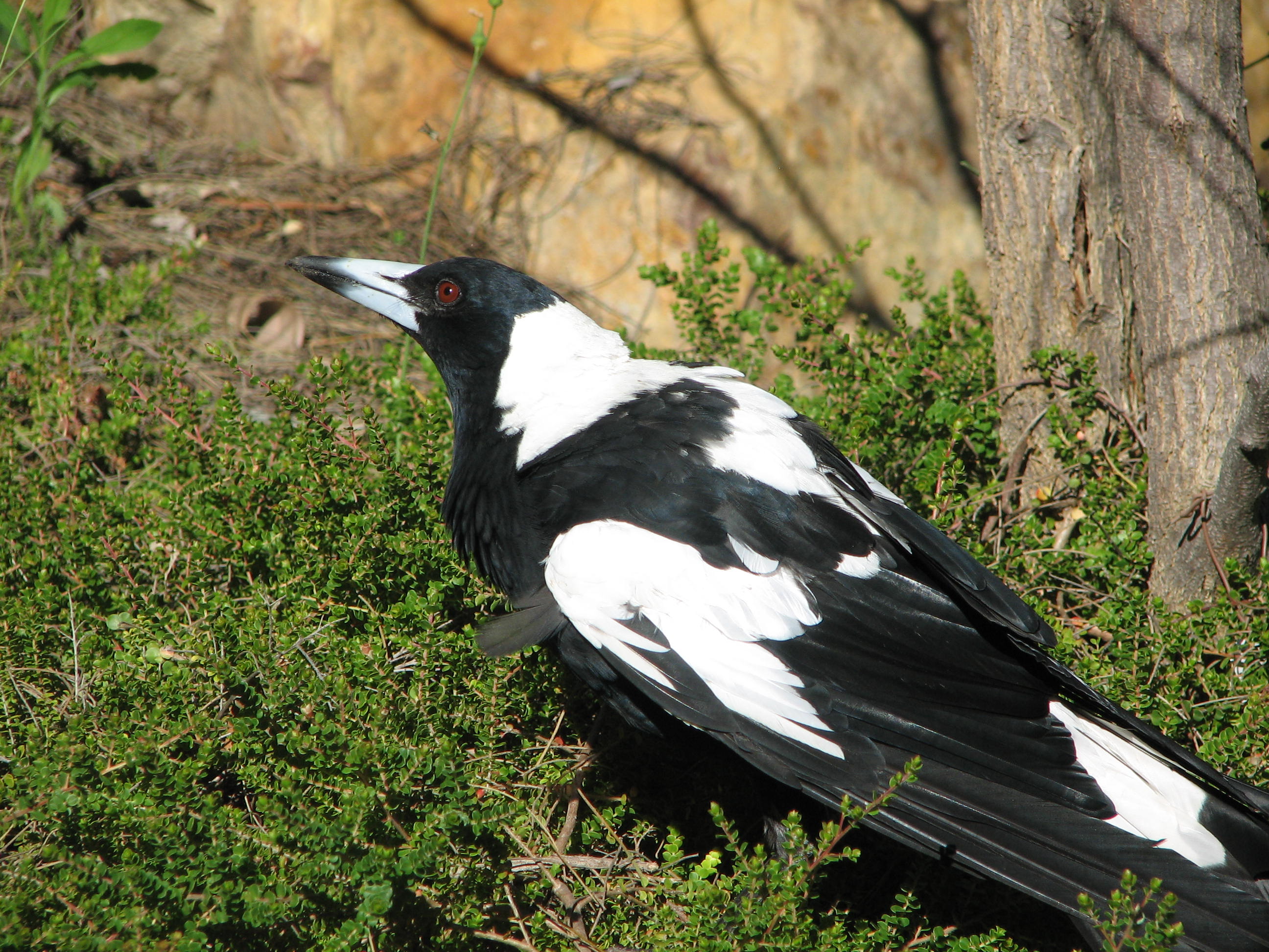 Australian Magpie, Botanic Gardens, Canberra - Trevor's Birding