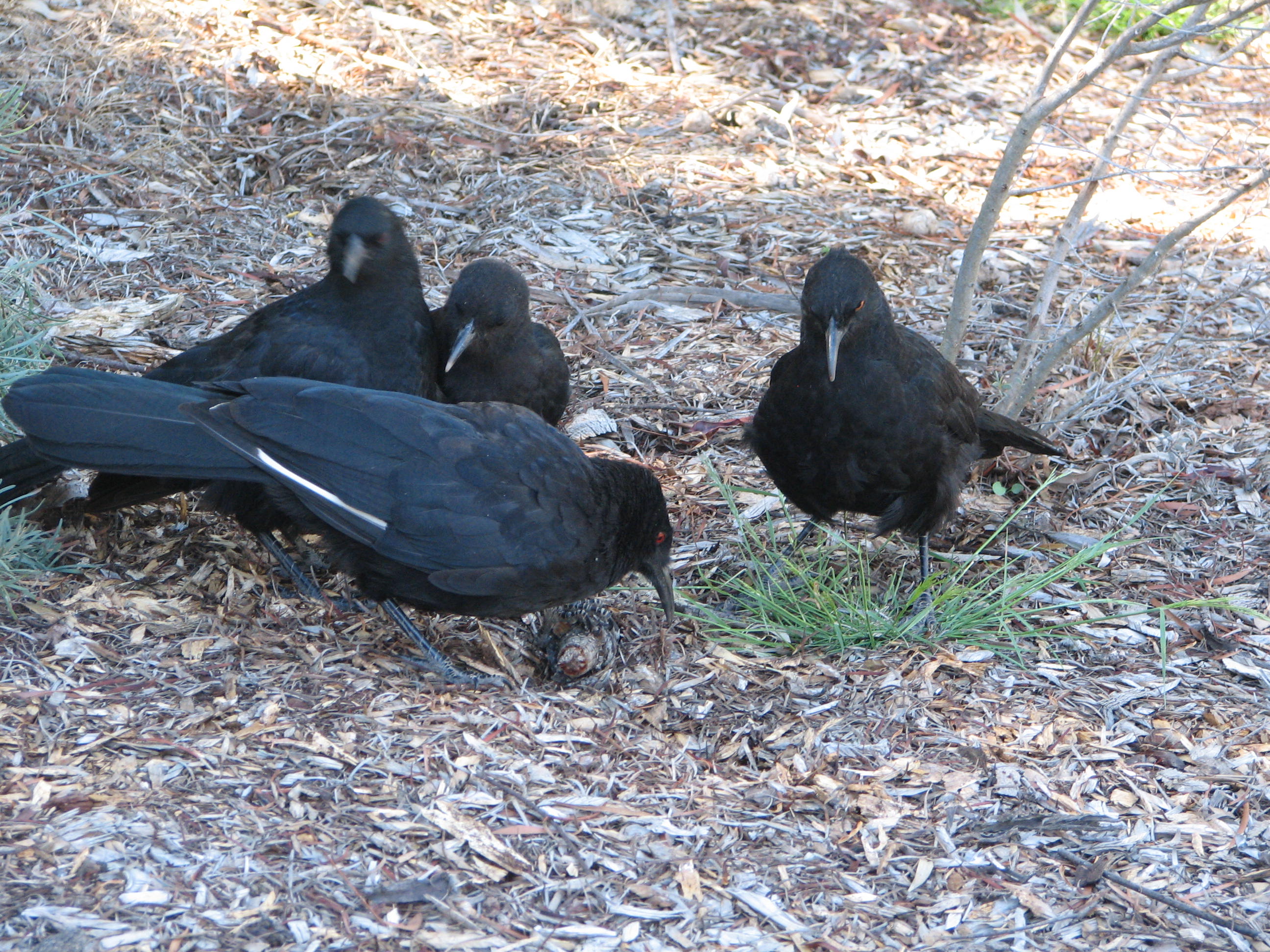 White-winged Choughs, Botanic Gardens, Canberra - Trevor's Birding