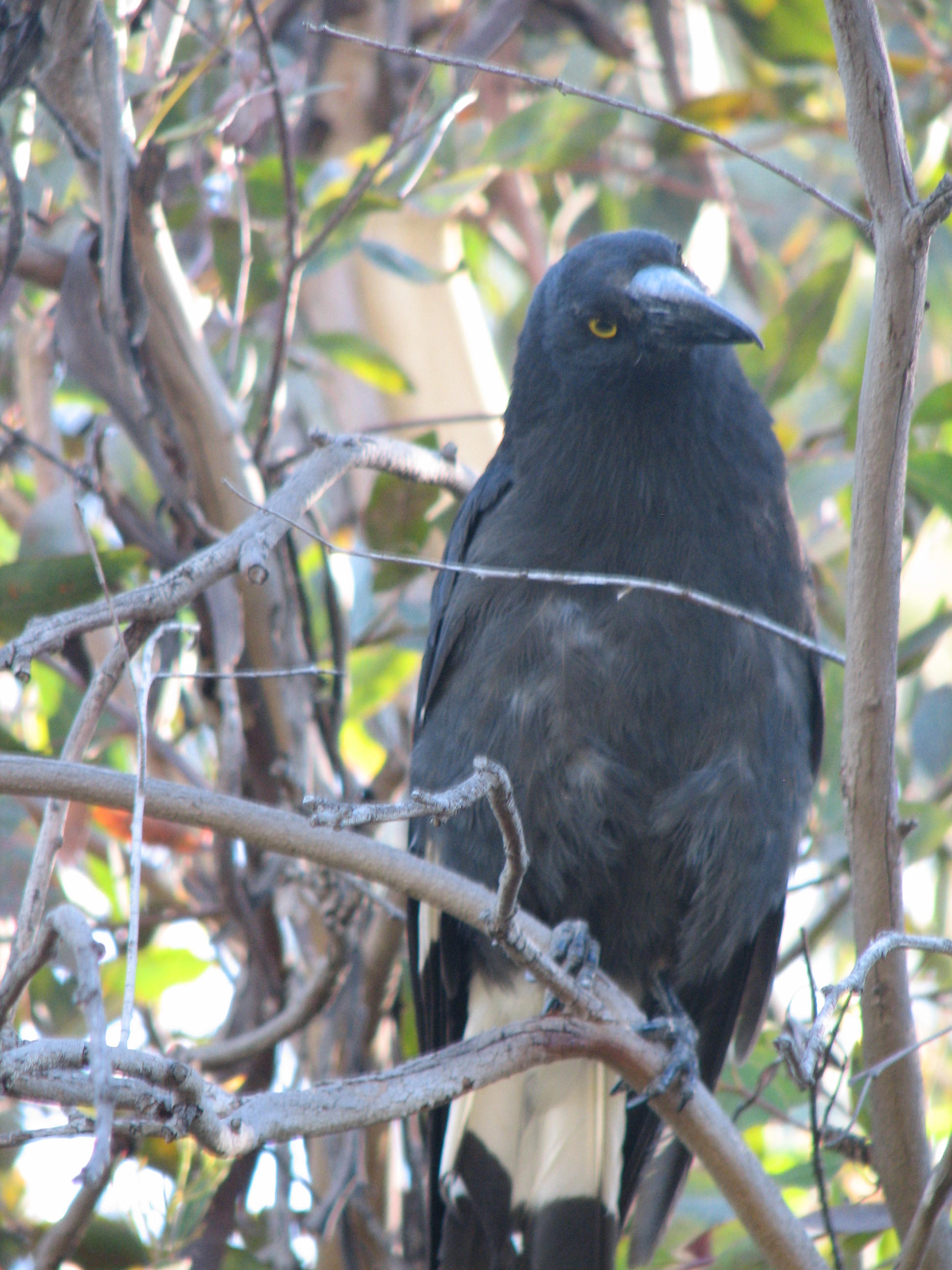 Pied Currawong, Botanic Gardens, Canberra - Trevor's Birding