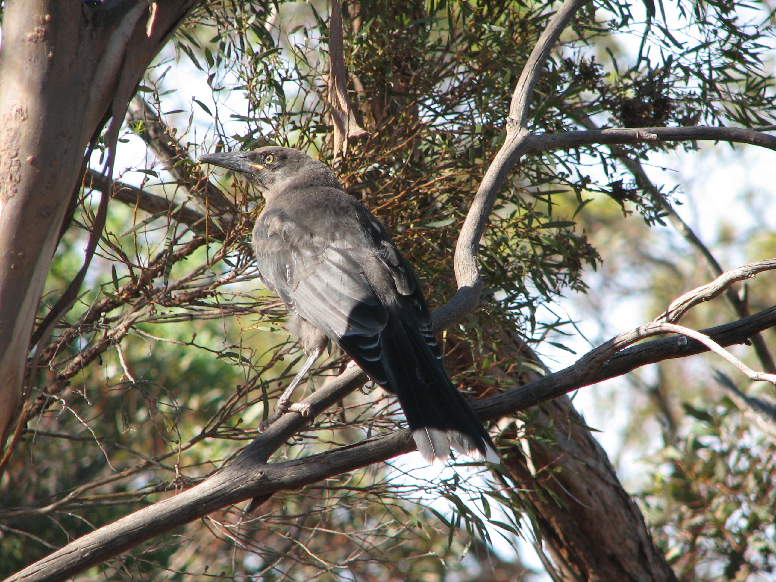 Grey Currawong (juvenile) - Trevor's Birding