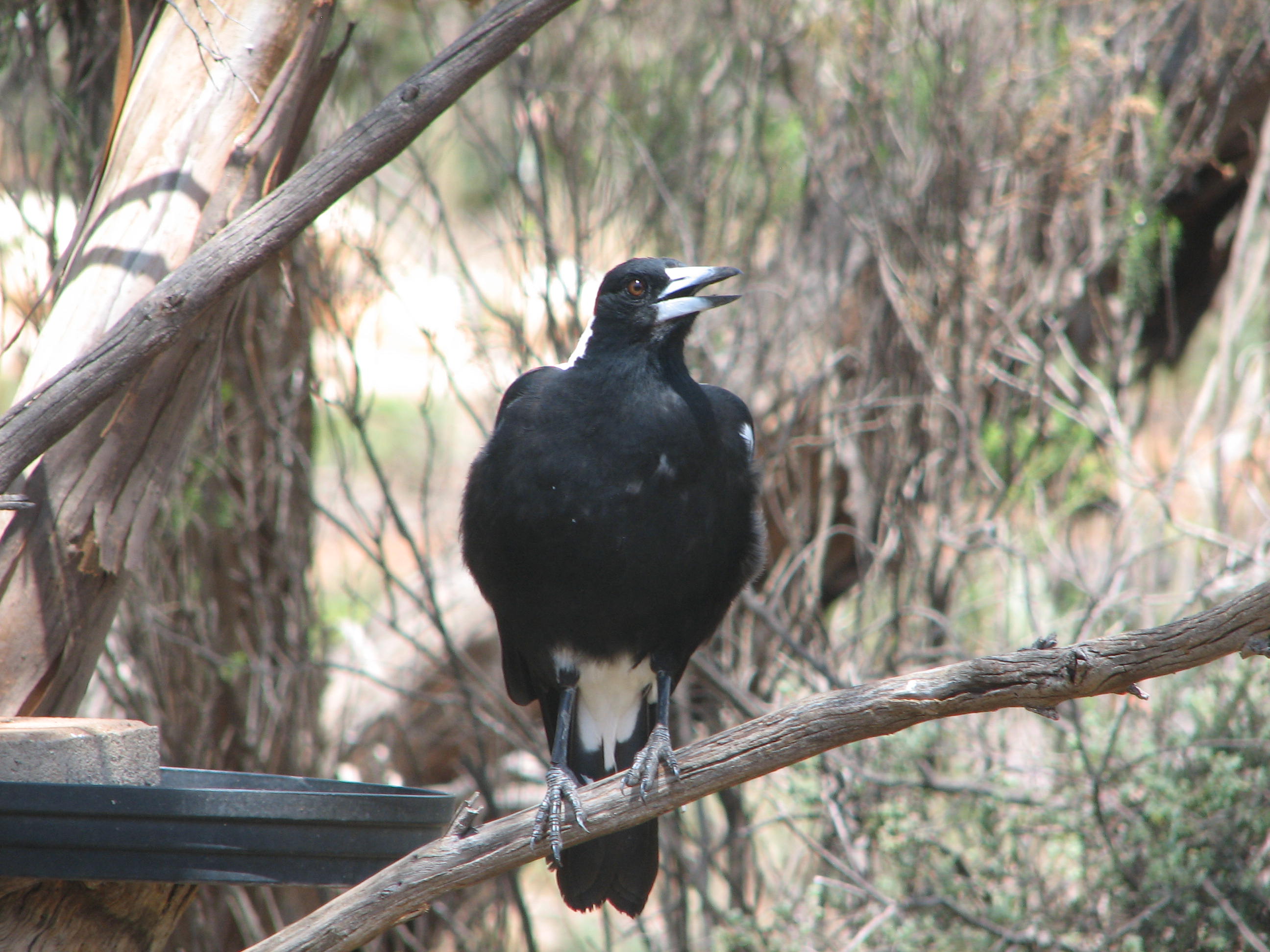 magpie-australian_20091127_004 - Trevor's Birding