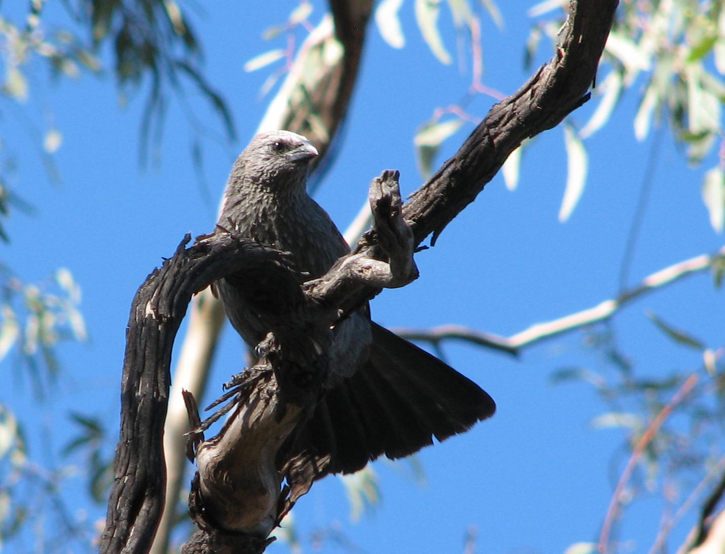 Apostlebird, Cocoparra National Park - Trevor's Birding