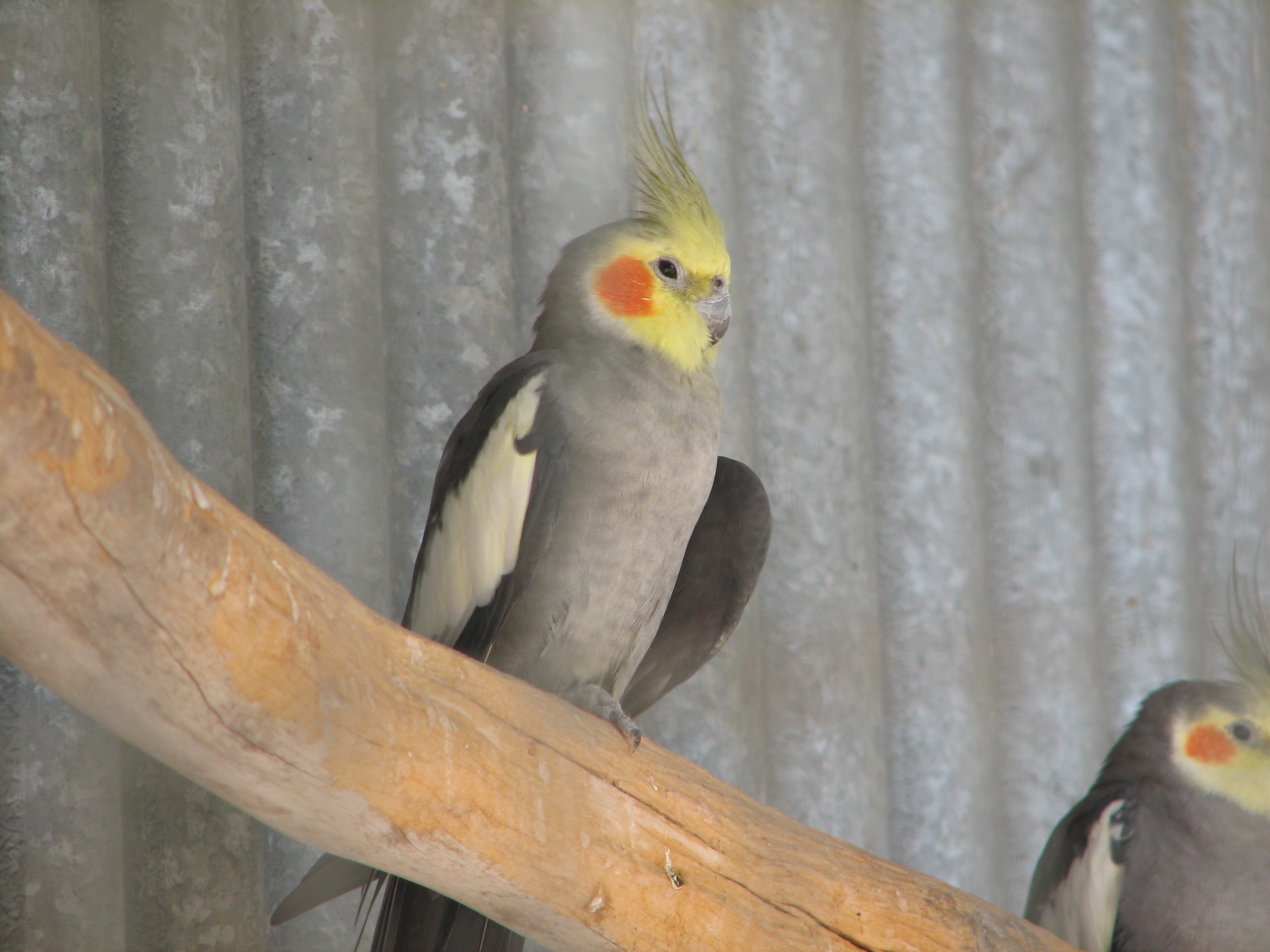 Cockatiel parrot in aviary, Pinnaroo Caravan Park - Trevor's Birding