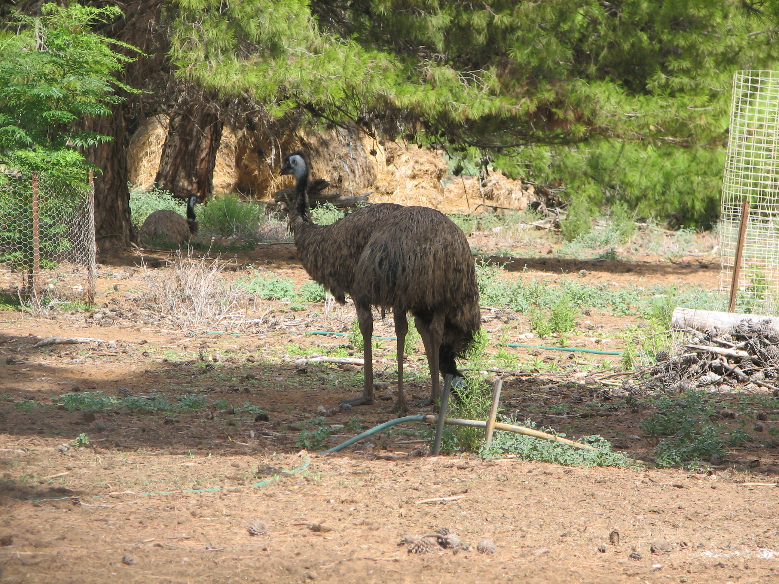 Emus in aviary, Pinnaroo Caravan Park - Trevor's Birding