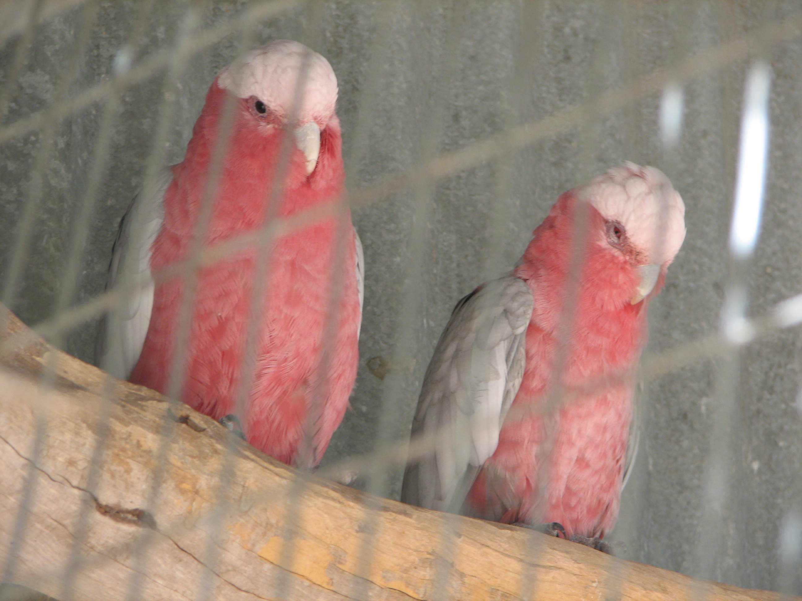 Galahs in aviary, Pinnaroo Caravan Park - Trevor's Birding