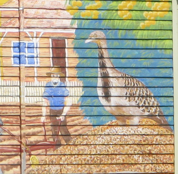 Malleefowl featured on a mural on classroom, Pinnaroo Primary School ...