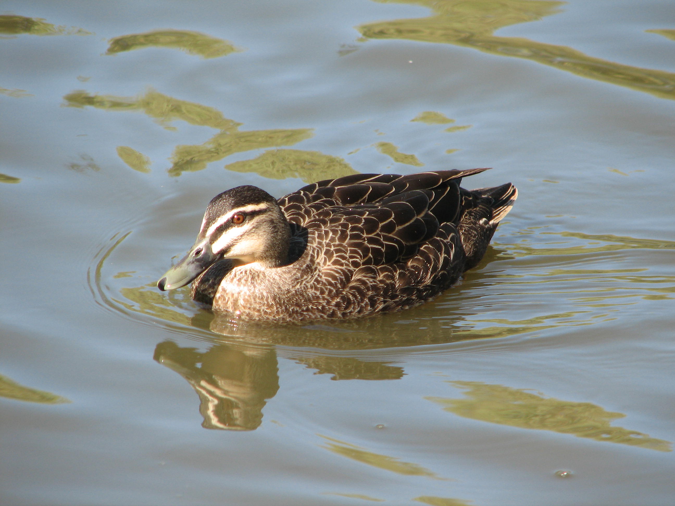 Pacific Black Duck, Adelaide Botanic Gardens - Trevor's Birding