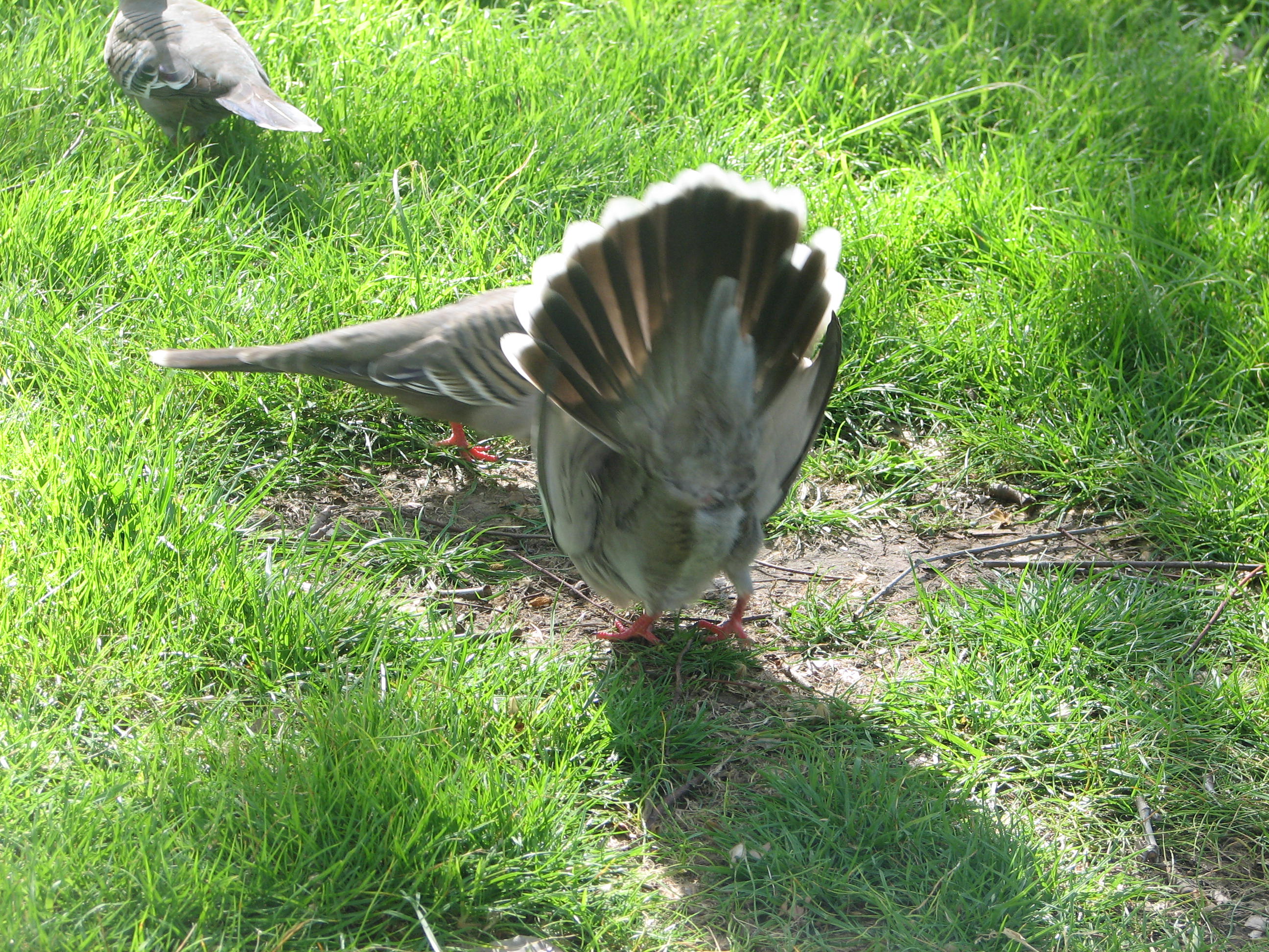 Crested Pigeon, Botanic Park, Adelaide - Trevor's Birding