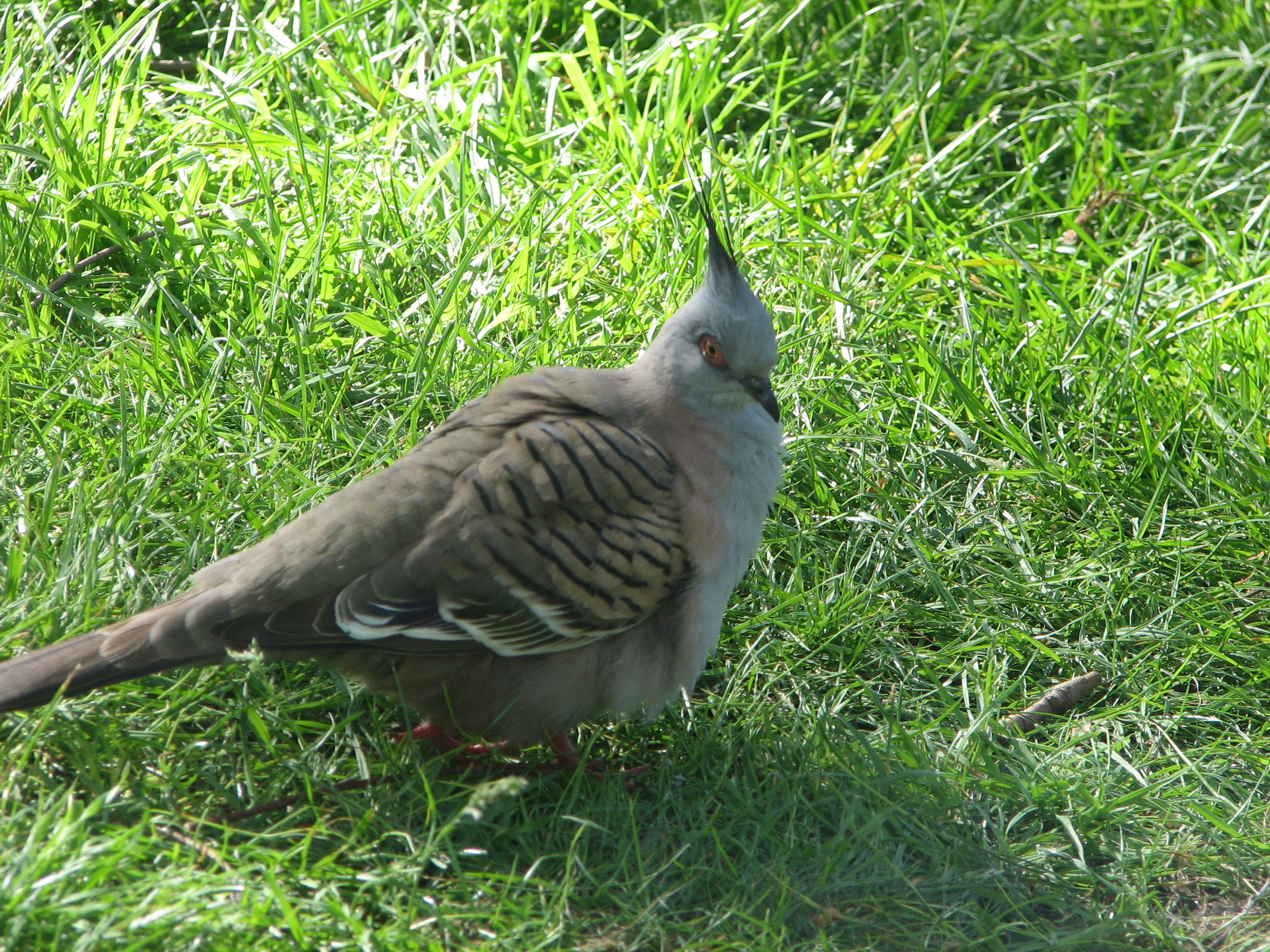 Crested Pigeon, Botanic Park, Adelaide - Trevor's Birding