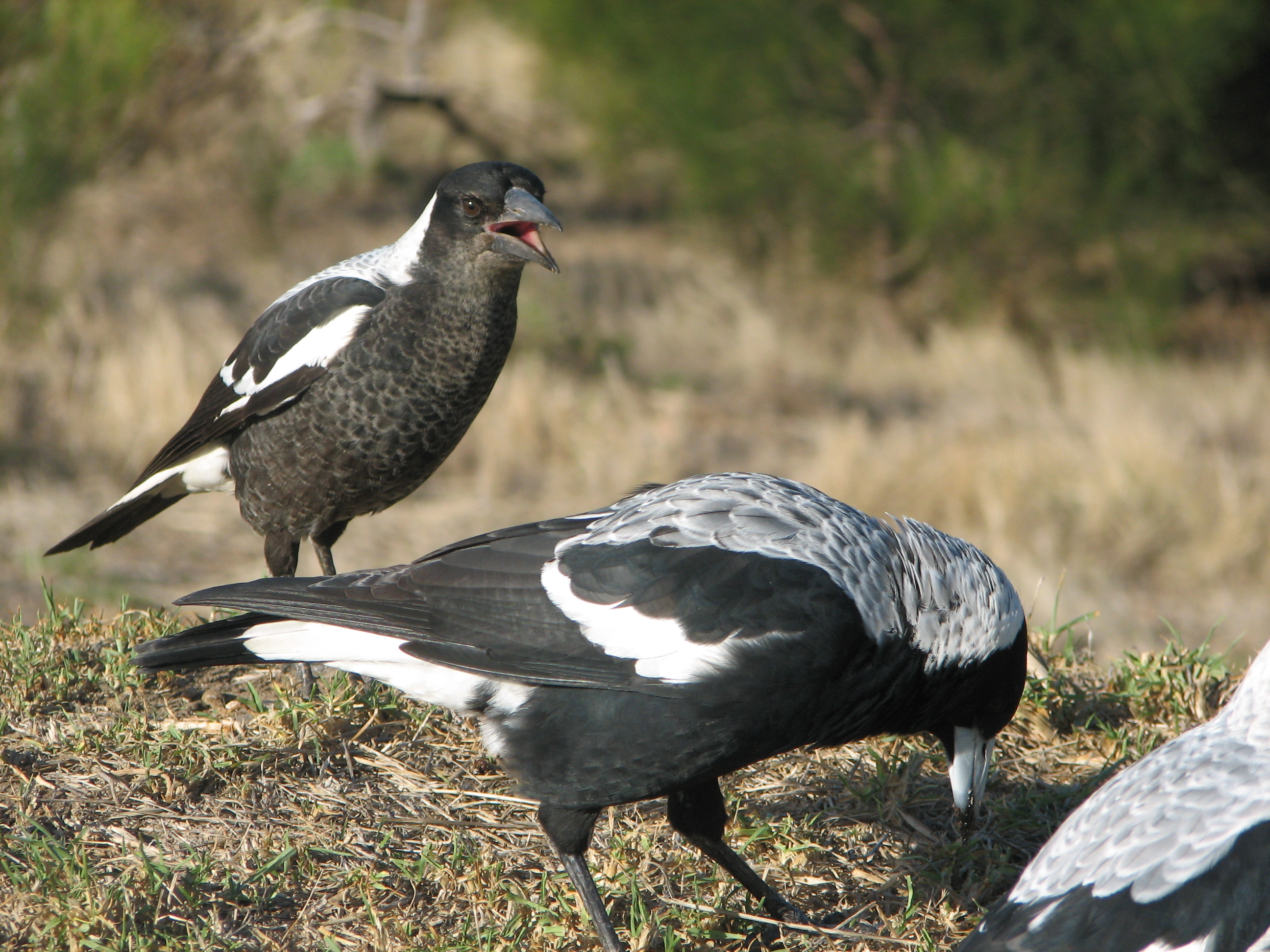 Australian Magpies, Victor Harbor, South Australia - Trevor's Birding Australian Magpies, Victor Harbor, South Australia - Trevor's Birding