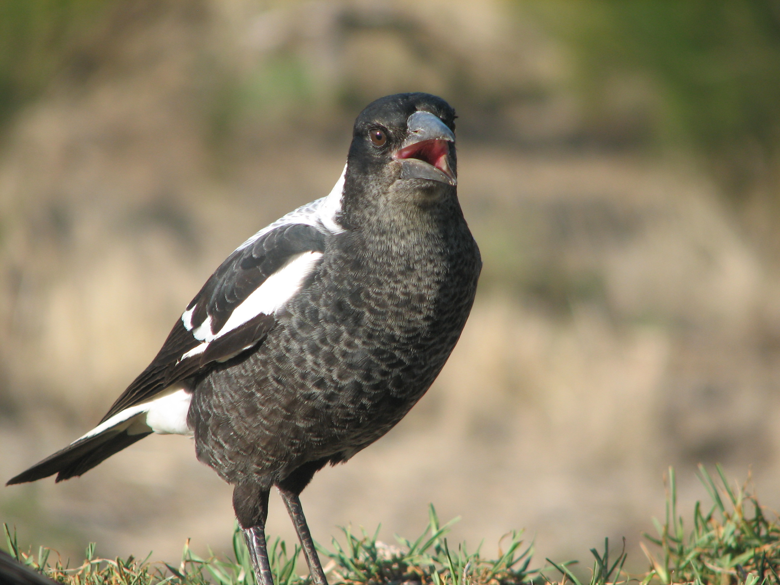 Australian Magpie (juvenile), Victor Harbor, South Australia - Trevor's ...