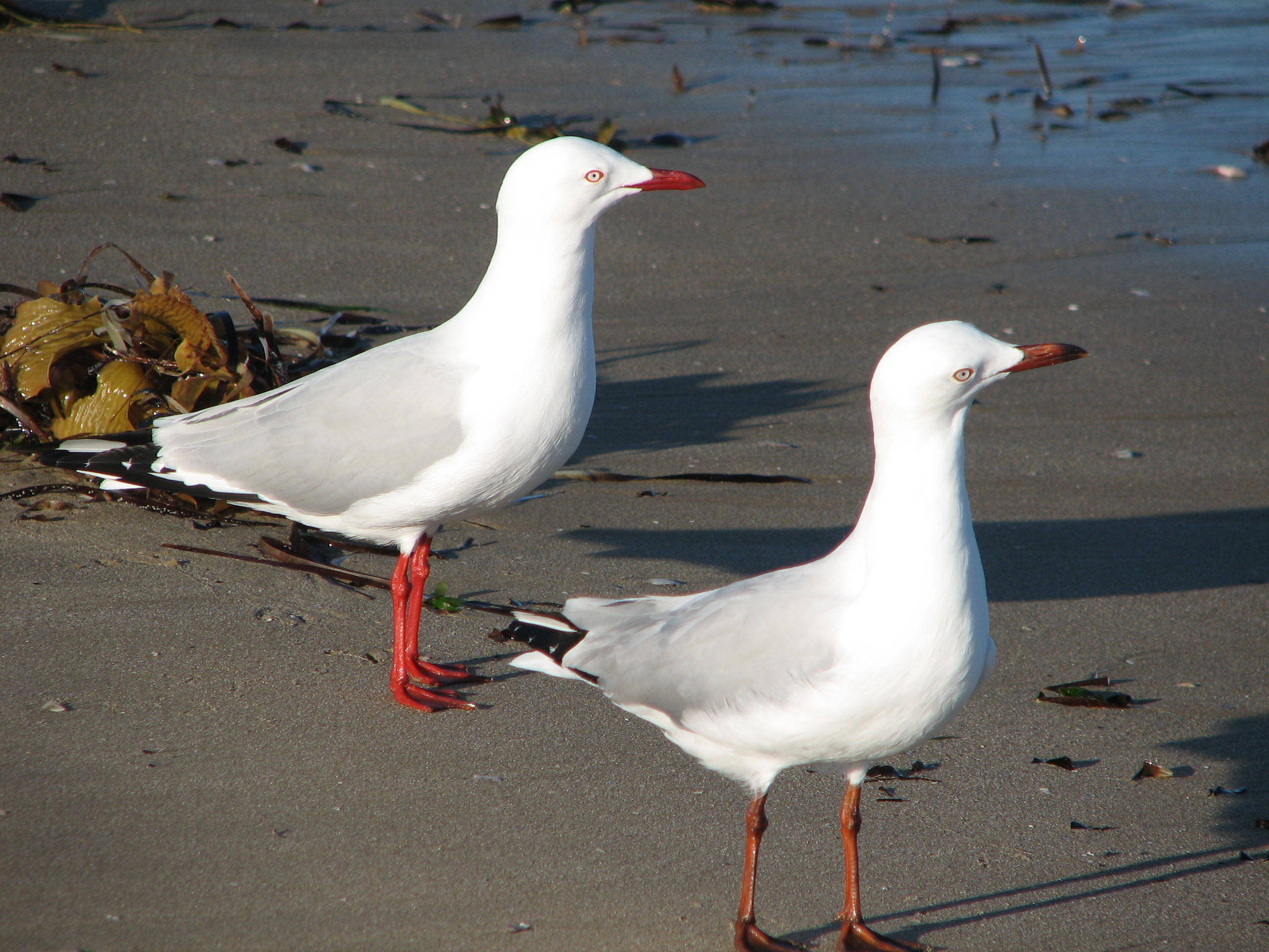 Silver Gulls, Victor Harbor, South Australia - Trevor's Birding