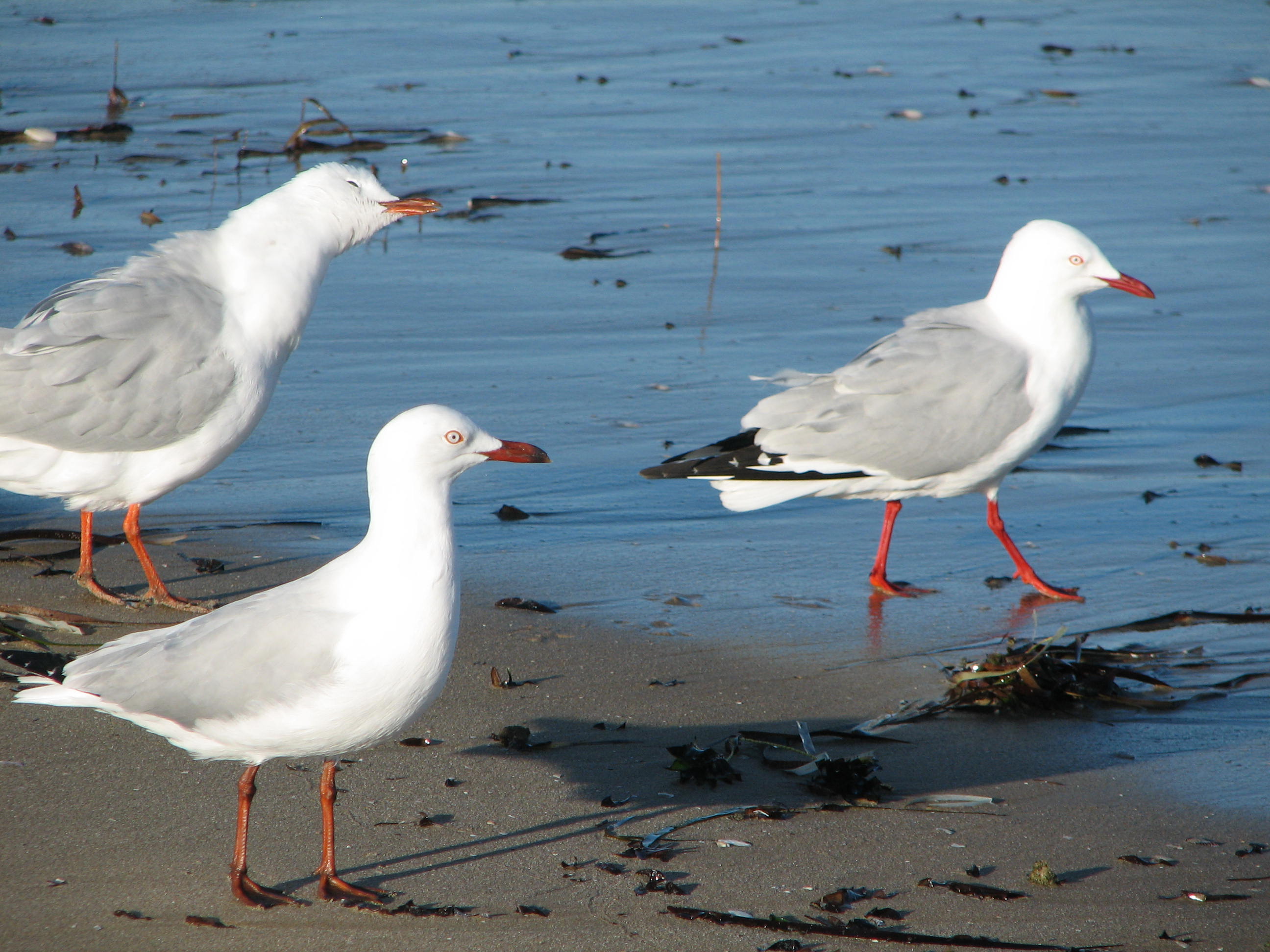 Silver Gull, Victor Harbor, South Australia - Trevor's Birding