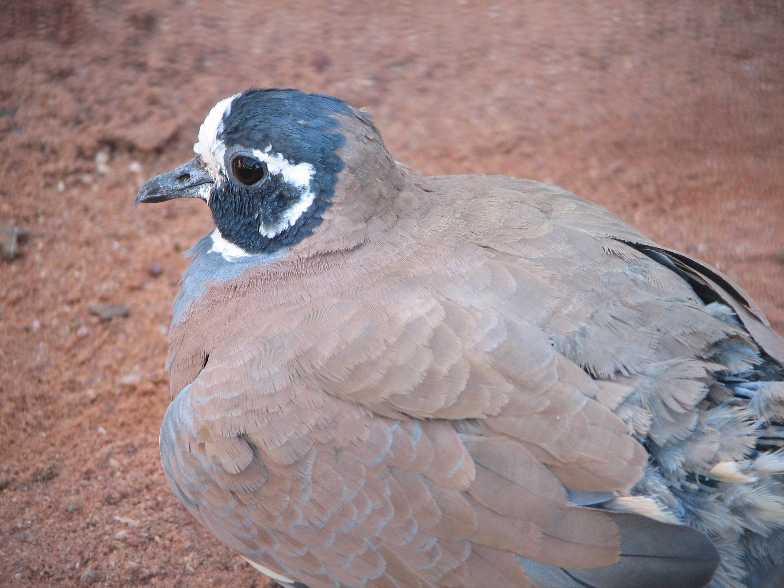 Flock Bronzewing pigeon, Adelaide Zoo, South Australia - Trevor's Birding