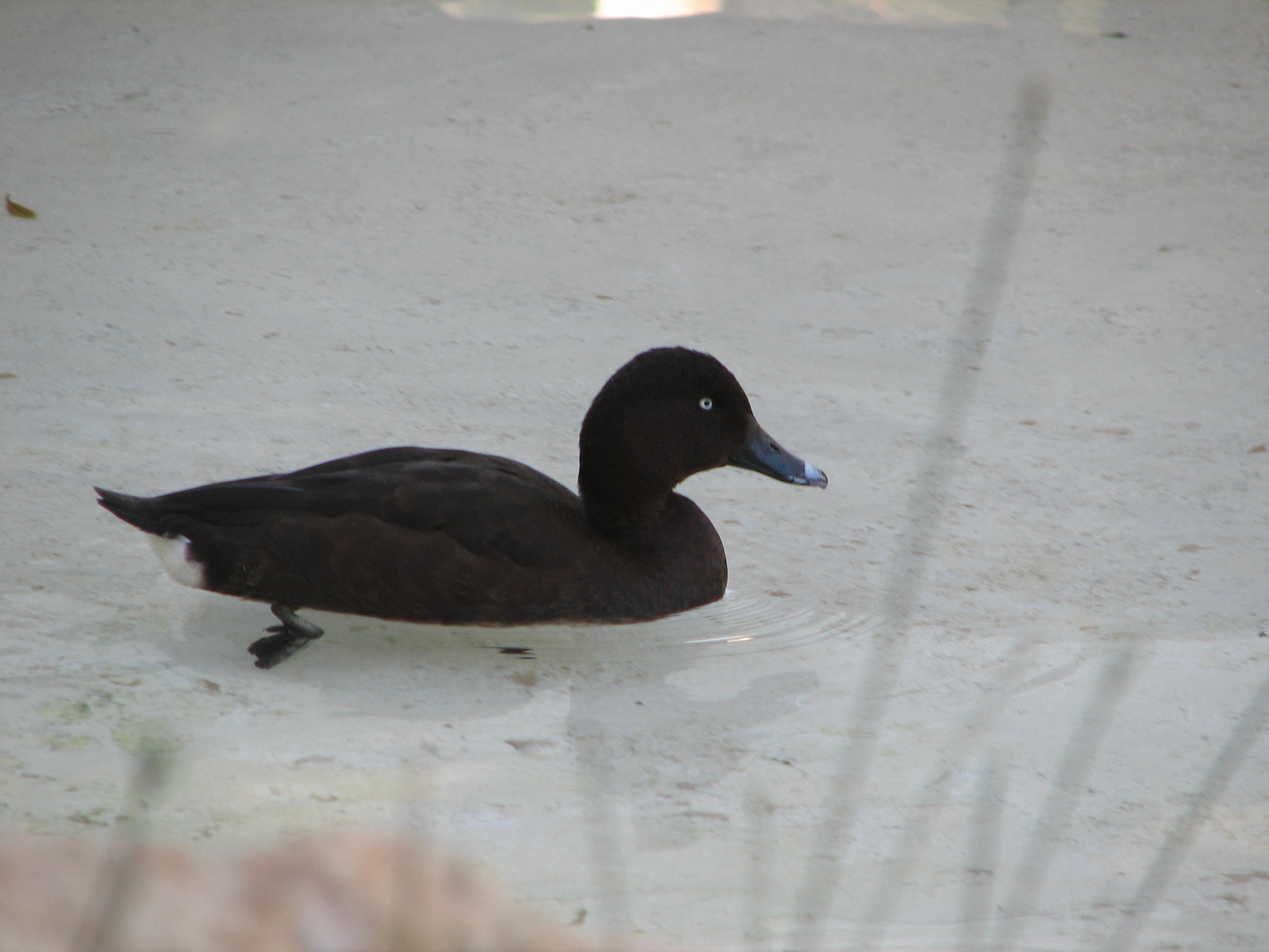 Hardhead (White-eyed Duck), Adelaide Zoo, South Australia - Trevor's ...