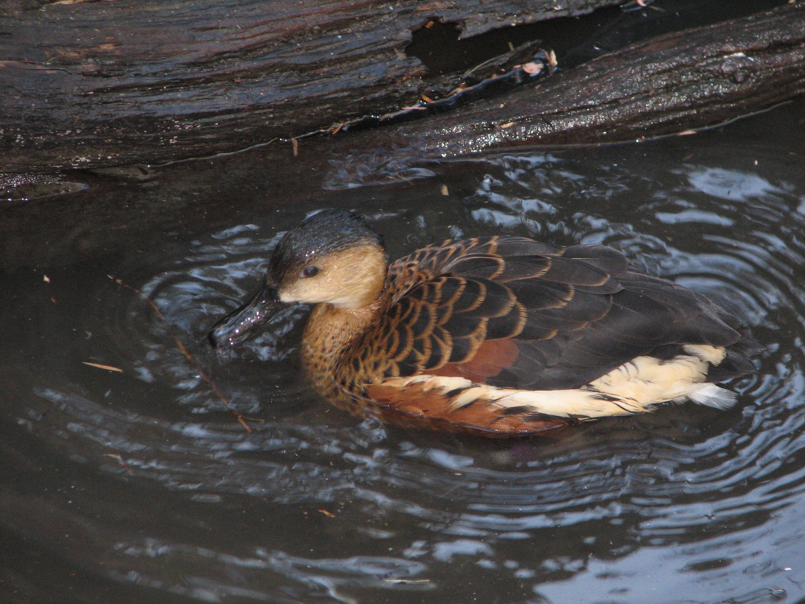 Wandering Whistling Duck, Adelaide Zoo, South Australia - Trevor's Birding