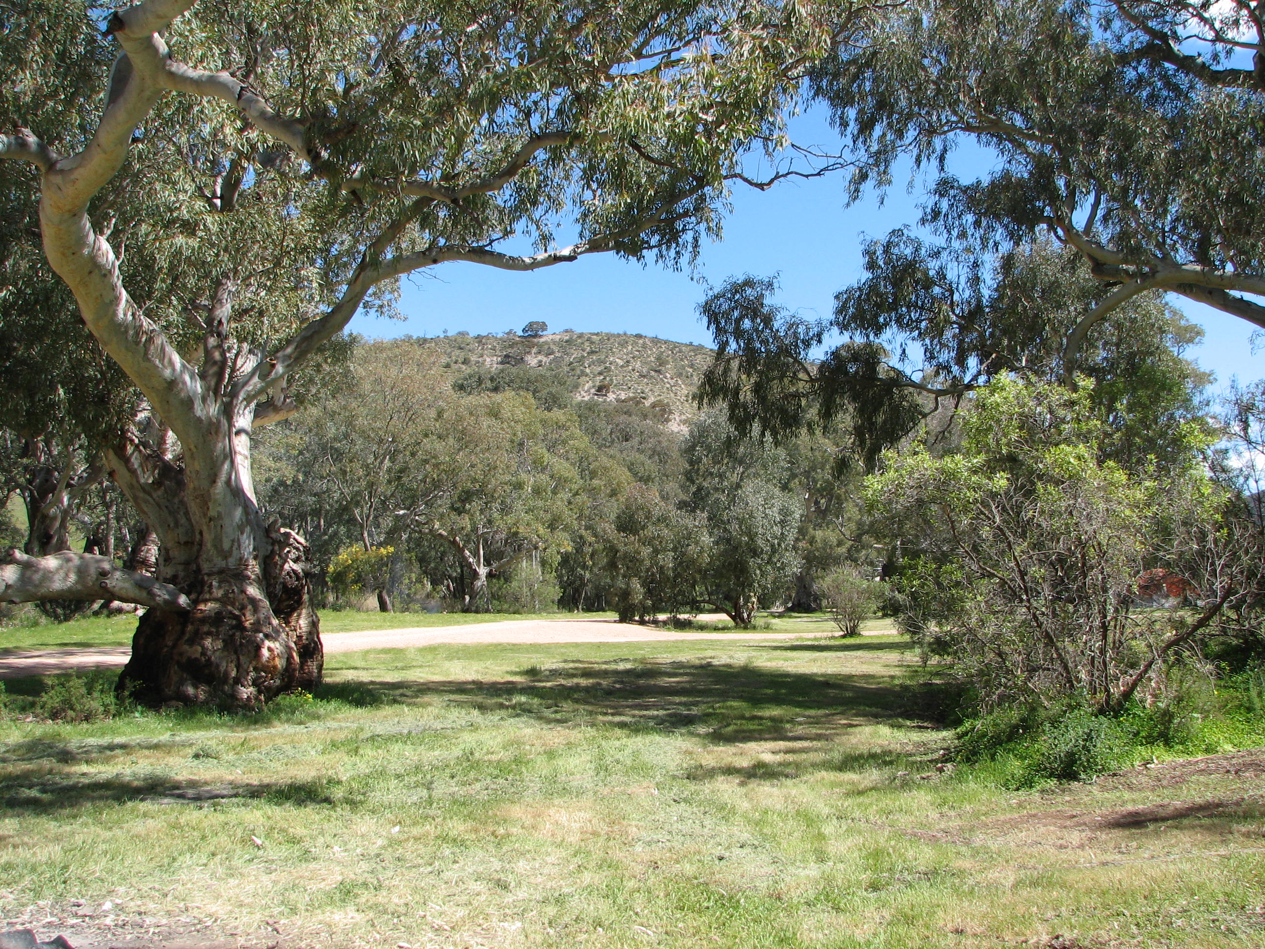 Burra Gorge, mid north of South Australia - Trevor's Birding