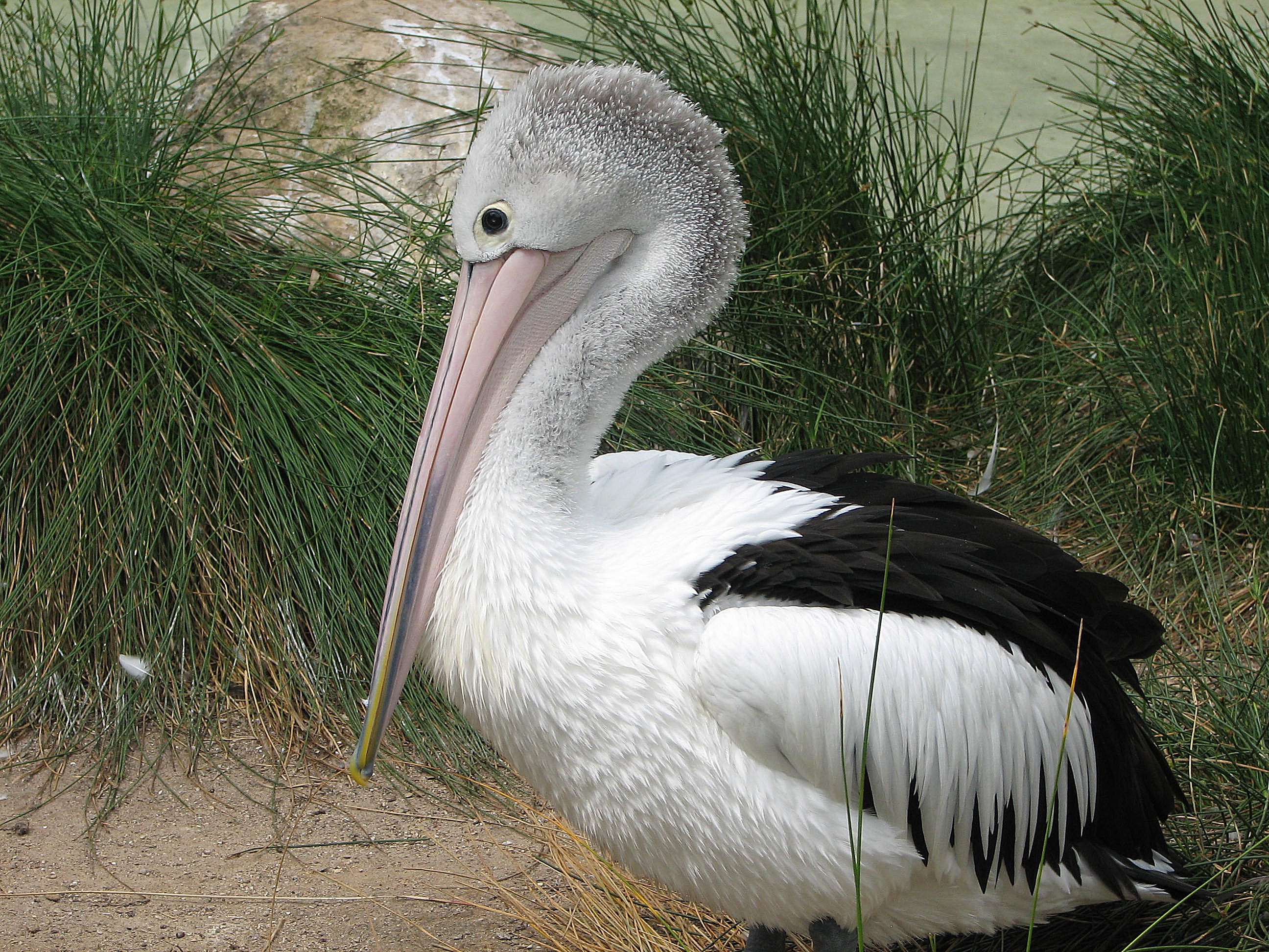 Australian Pelican, Adelaide Zoo - Trevor's Birding