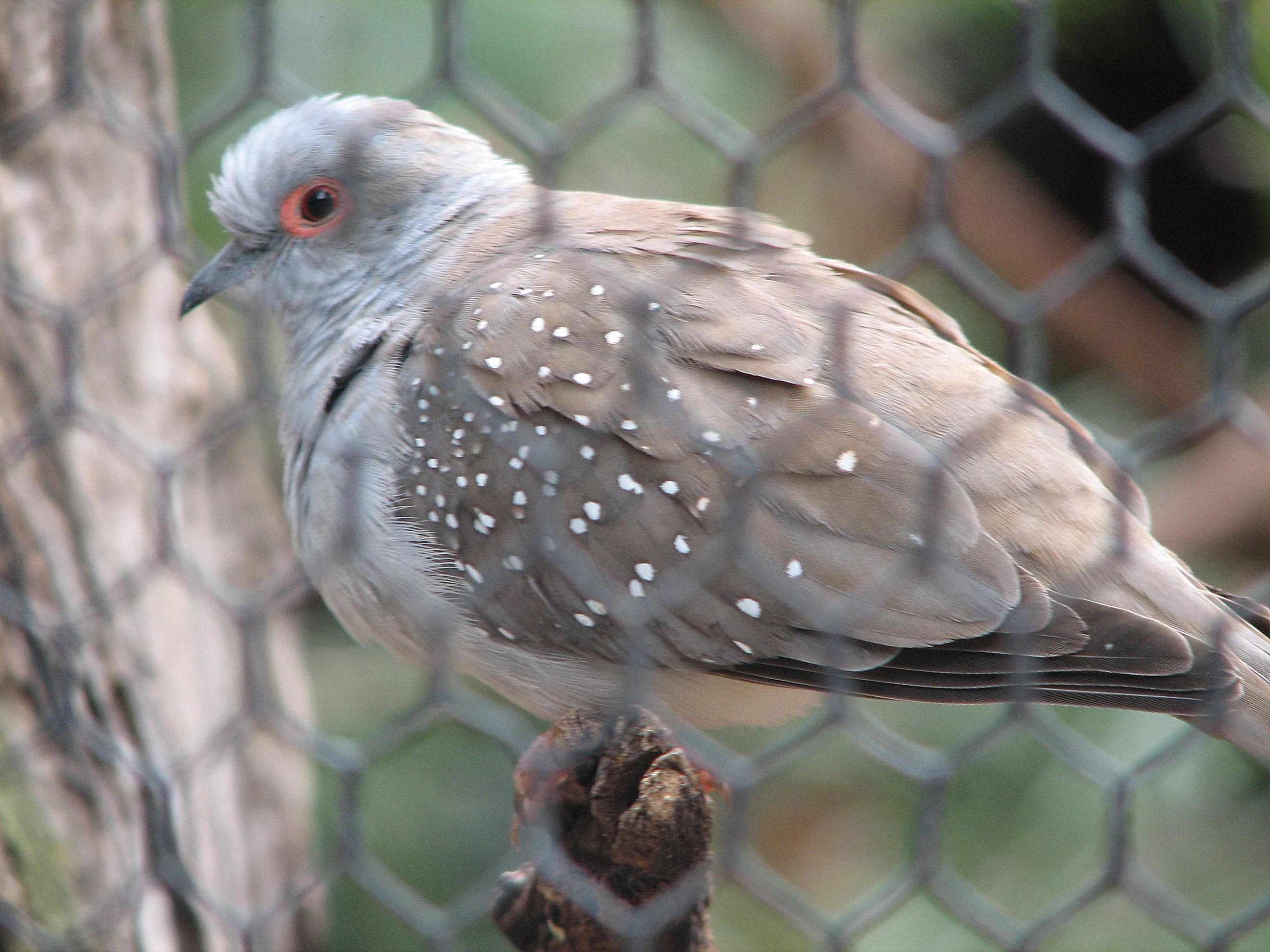 Diamond Dove, Adelaide Zoo - Trevor's Birding