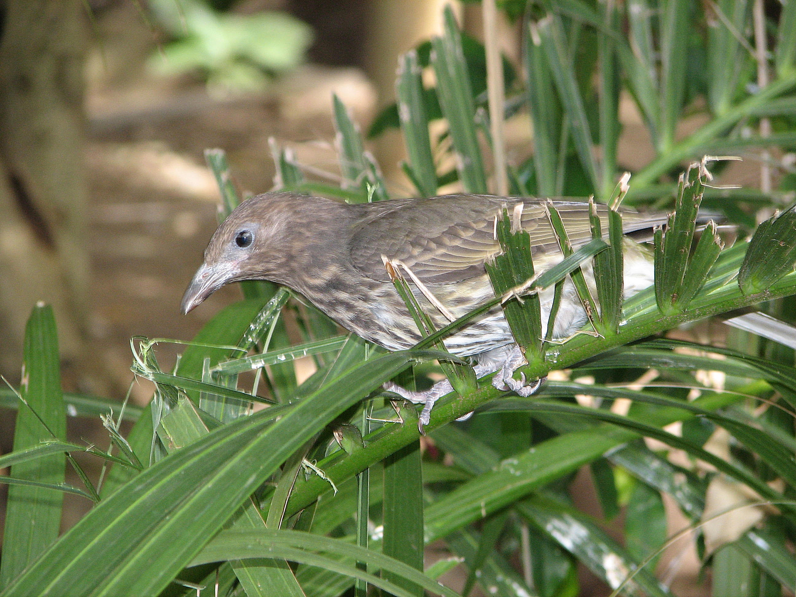 Figbird (female), Adelaide Zoo - Trevor's Birding