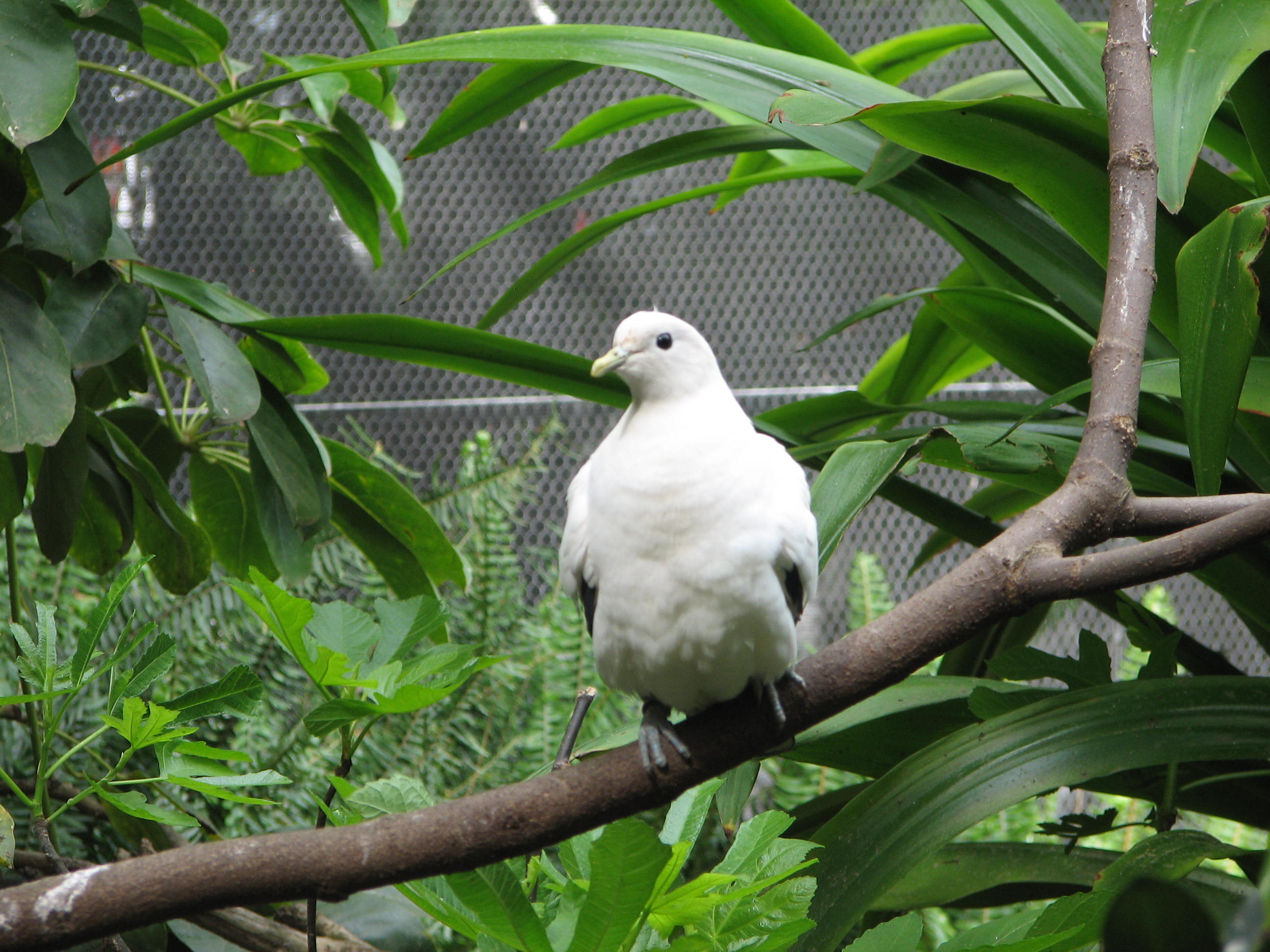 Pied Imperial-pigeon in walk through aviary at Adelaide Zoo - Trevor's ...