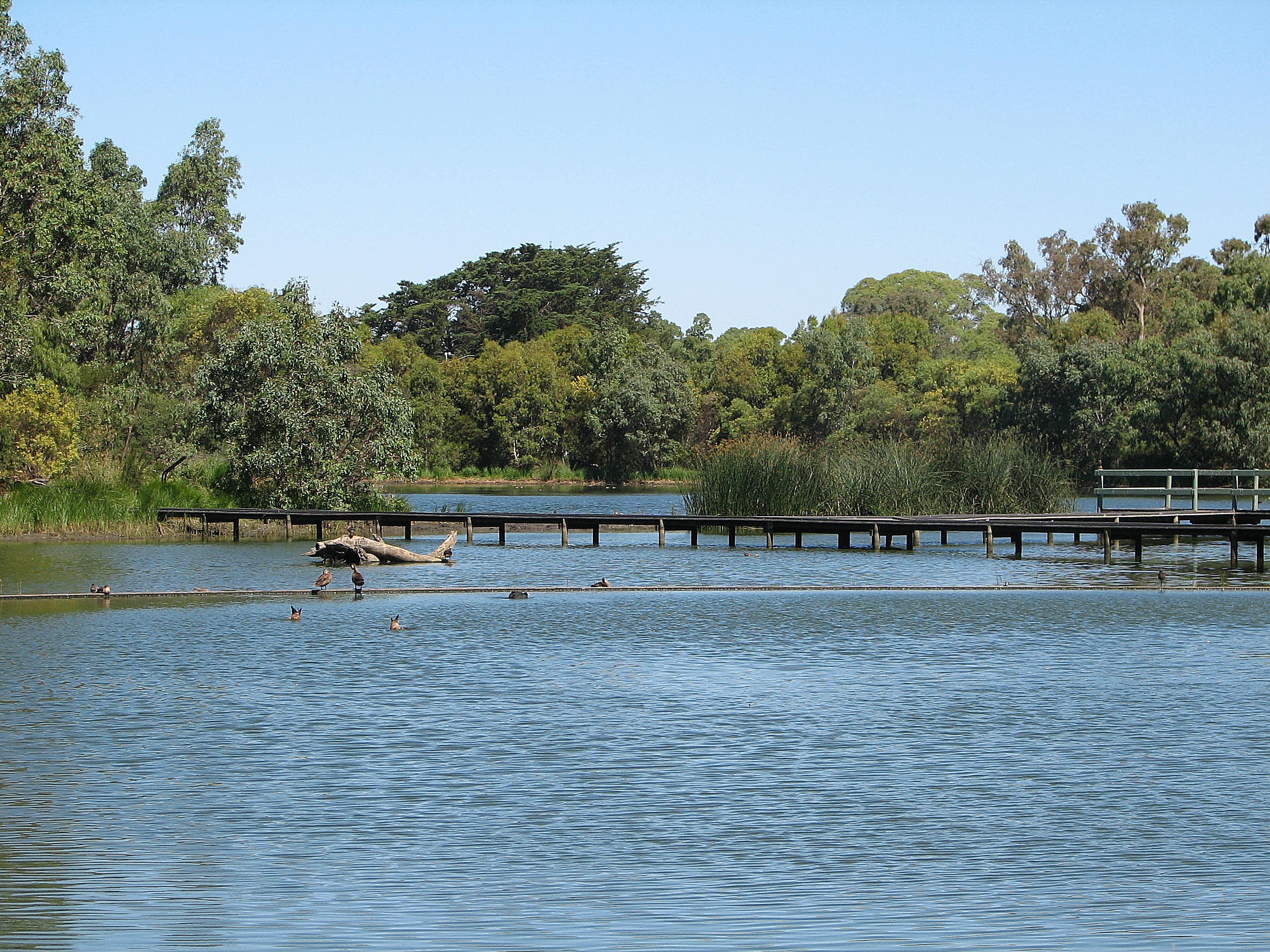 Laratinga Wetland, Mt Barker, South Australia - Trevor's Birding