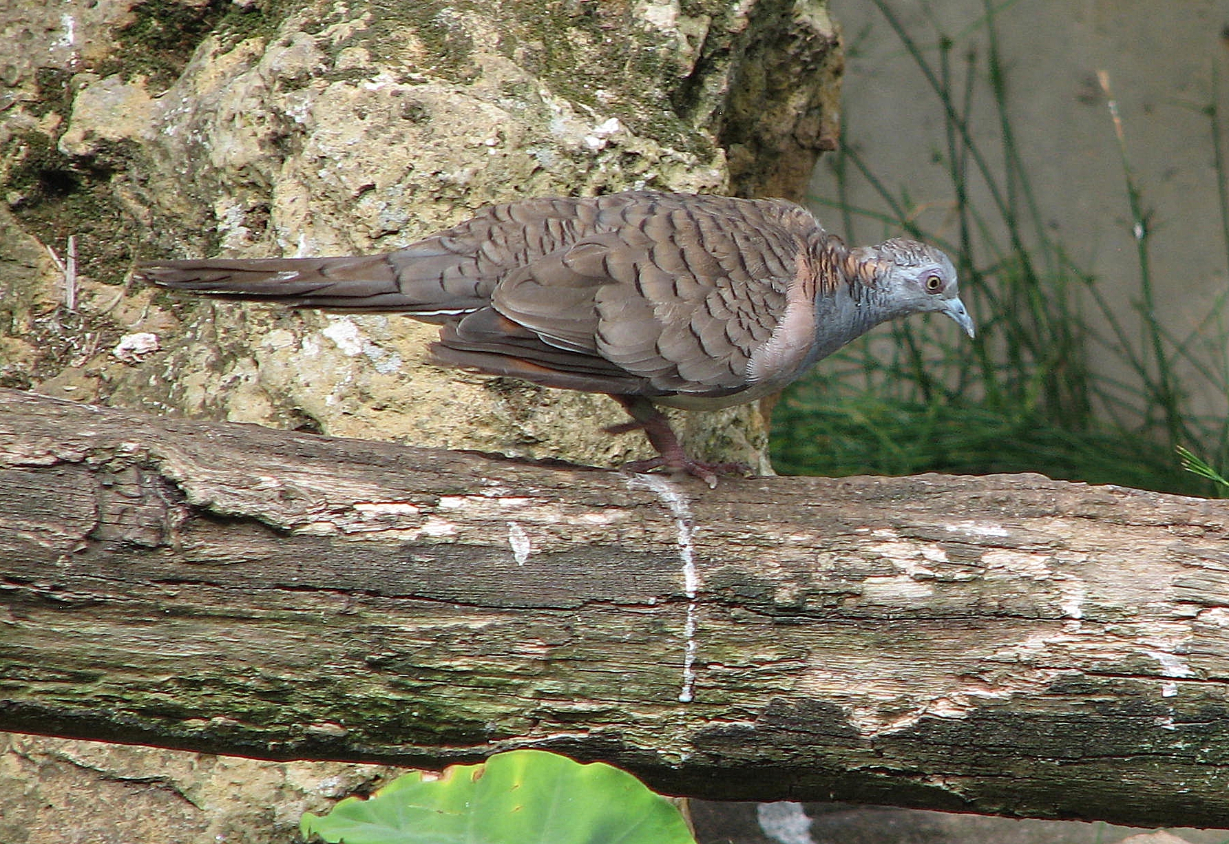 Bar-shouldered Dove, Adelaide Zoo walk-through aviary - Trevor's Birding