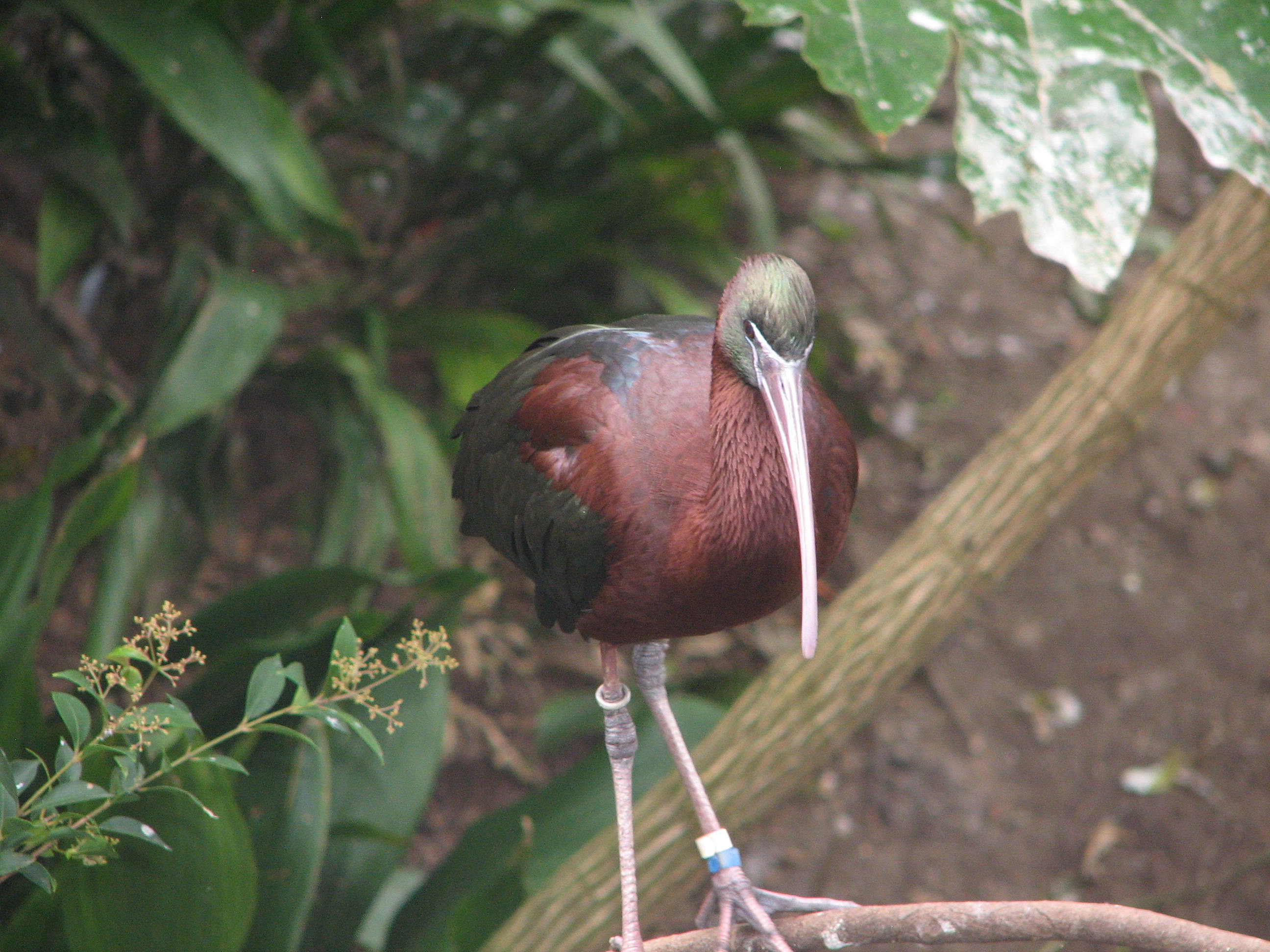 Glossy Ibis in walk through aviary at Adelaide Zoo - Trevor's Birding