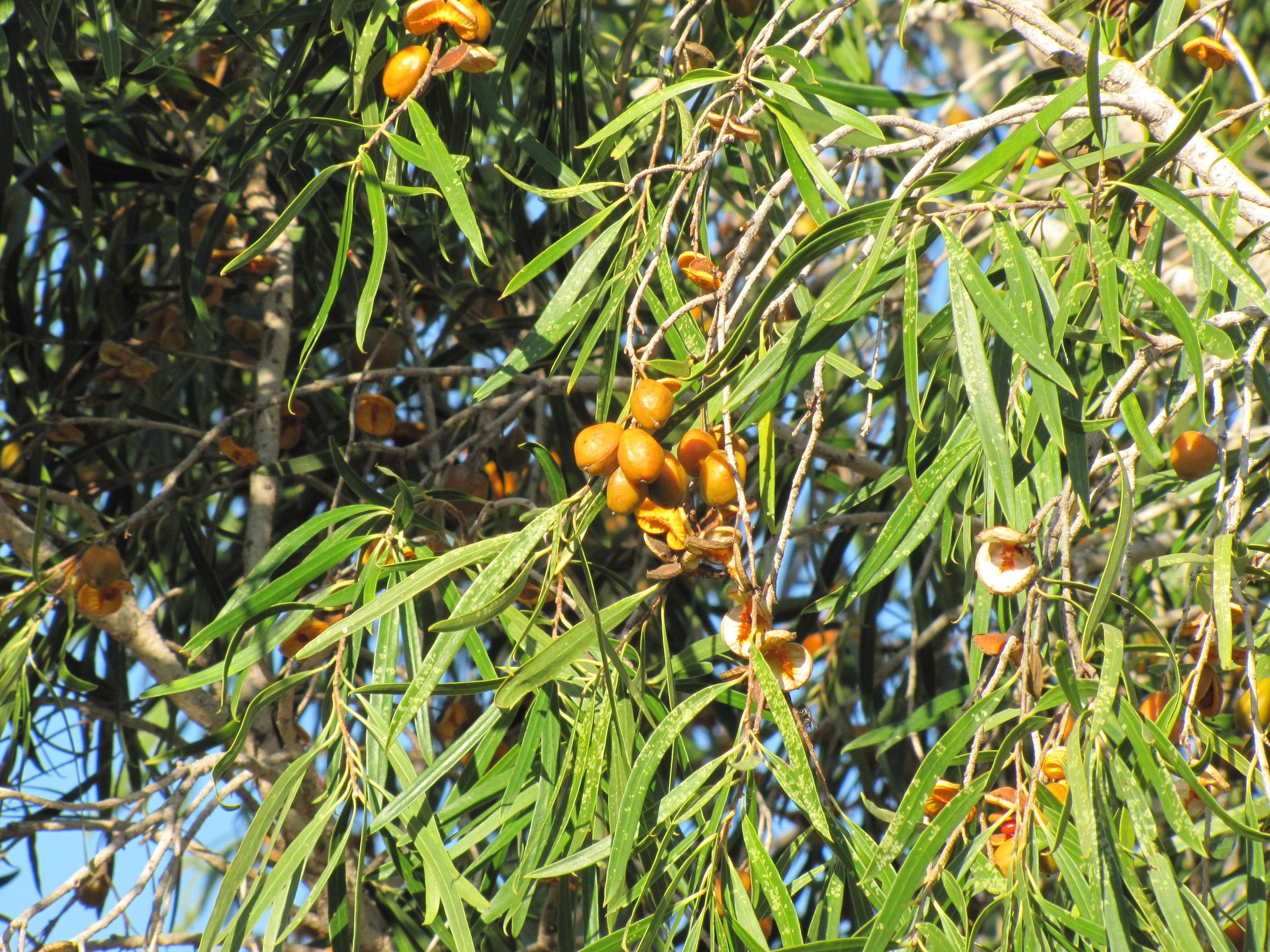 Native apricot tree near Pt Vincent, South Australia - Trevor's Birding